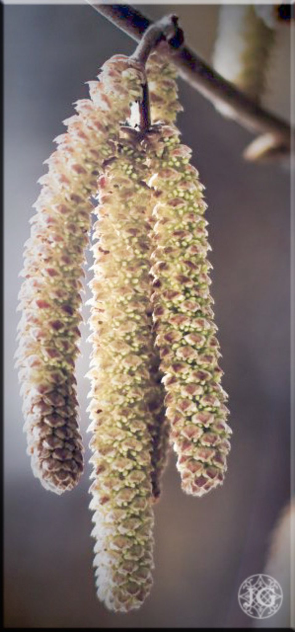 Der Haselnussstrauch beginnt zu blühen.