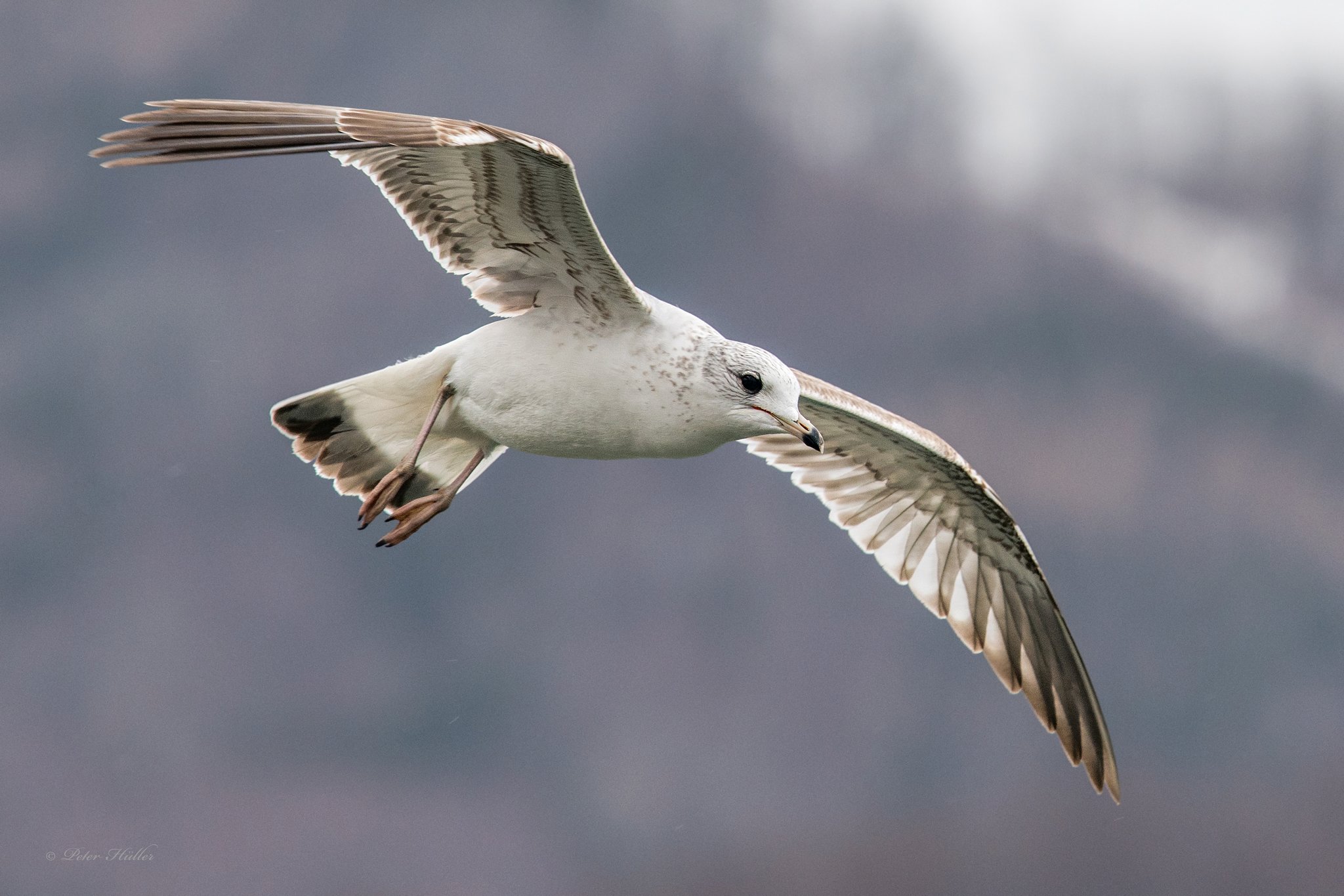 Der Gleitflug einer Möwe