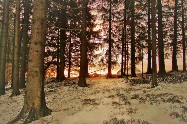 Der Wald gibt den Blick auf den Abend frei