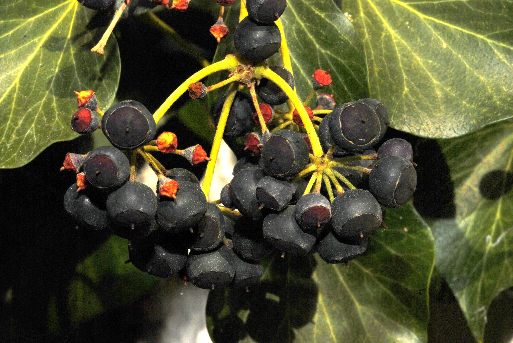 Die sehr giftigen Früchte(Beeren) des Efeu` s