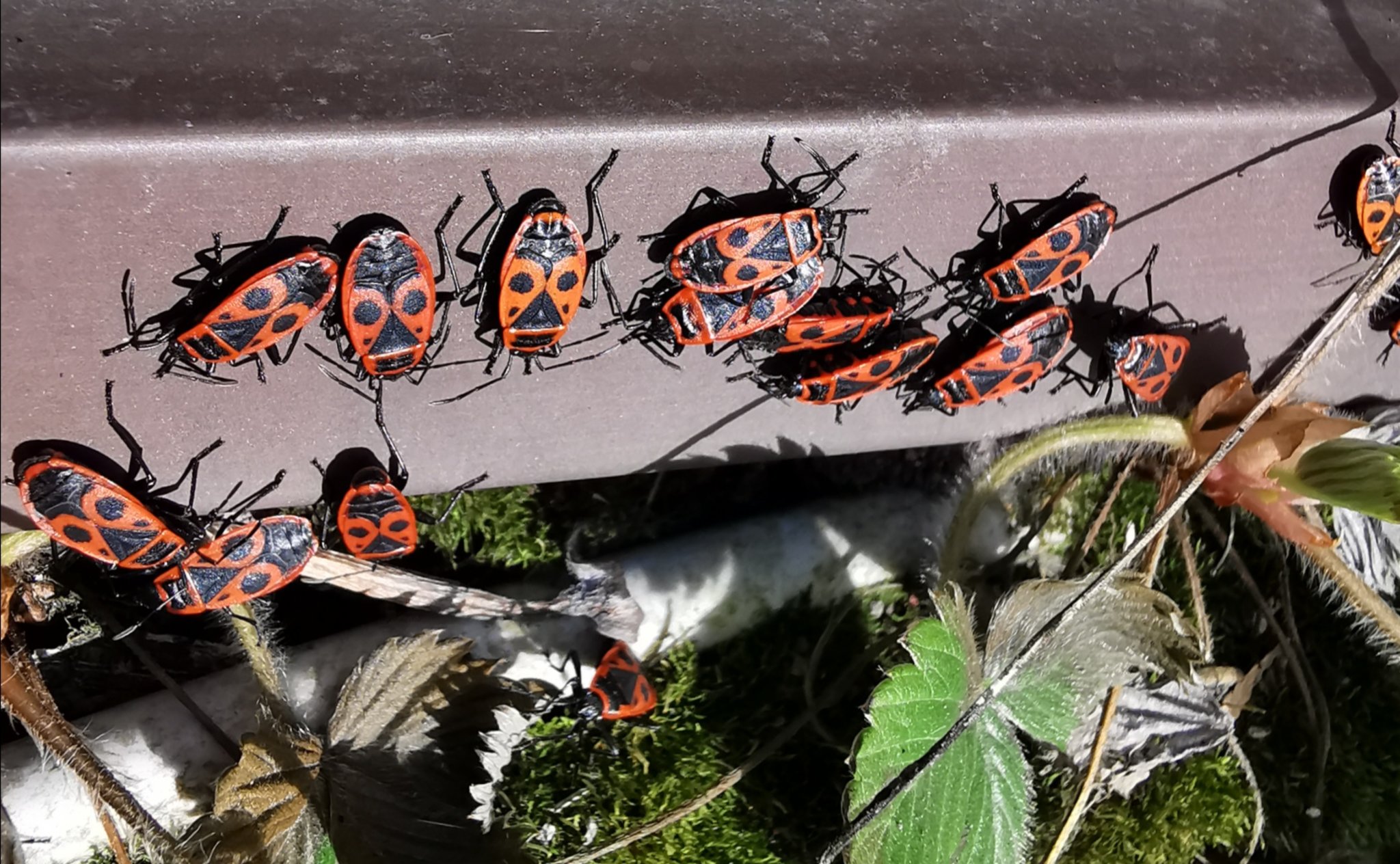 Feuerkafer Im Garten