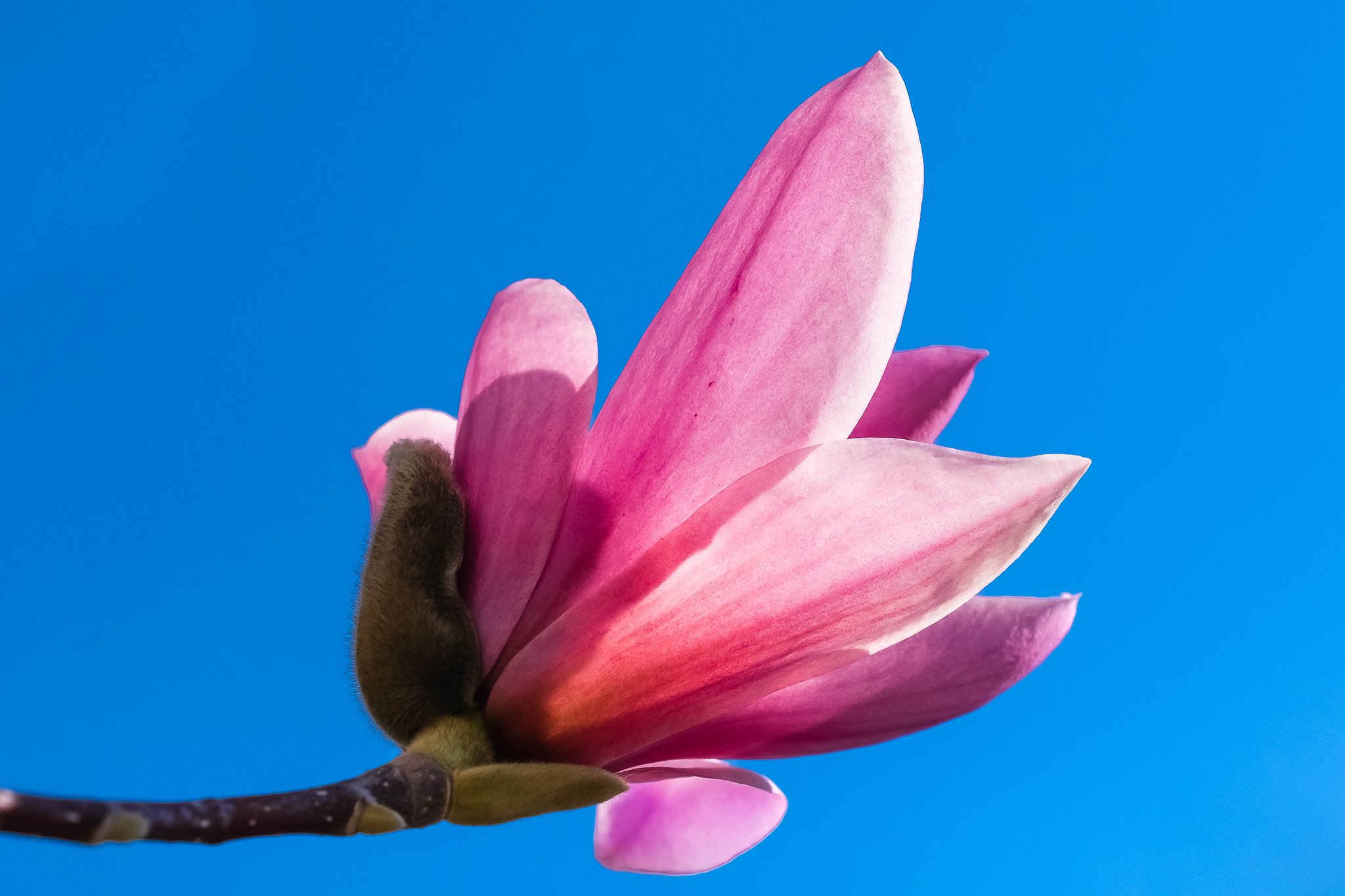 Blume Der Hoffnung