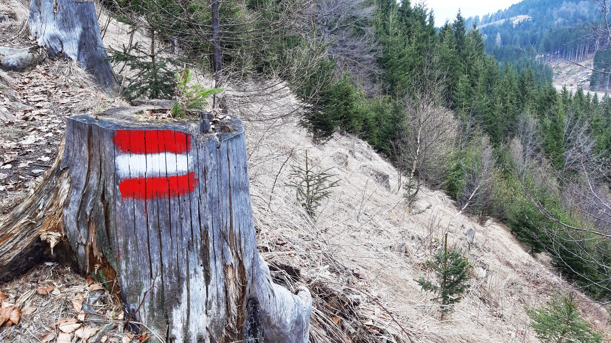 Wurzenpass Weg 603 zum Ofen /Pec / Monte Forno