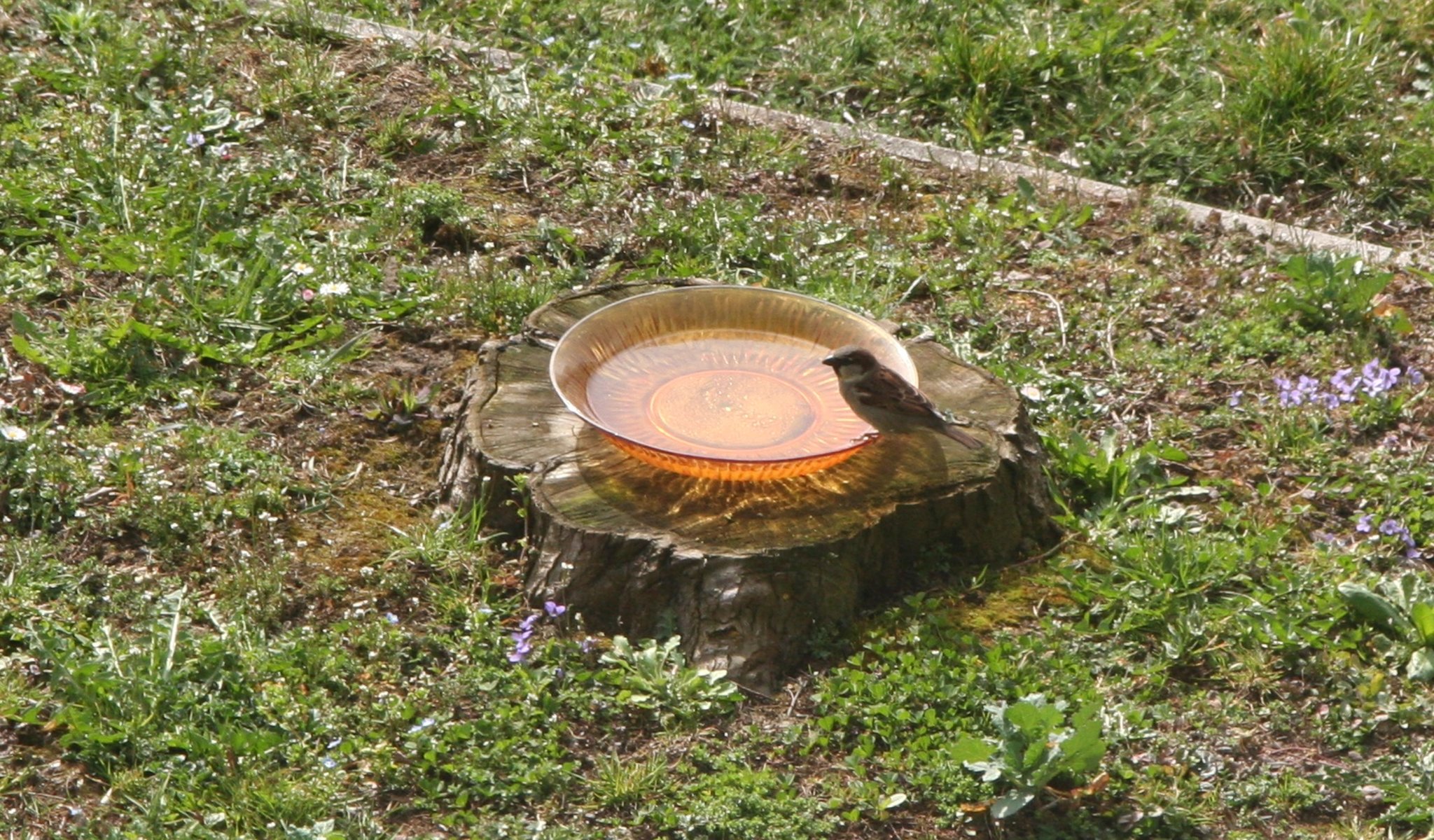 Wasser das Elexier des Leben