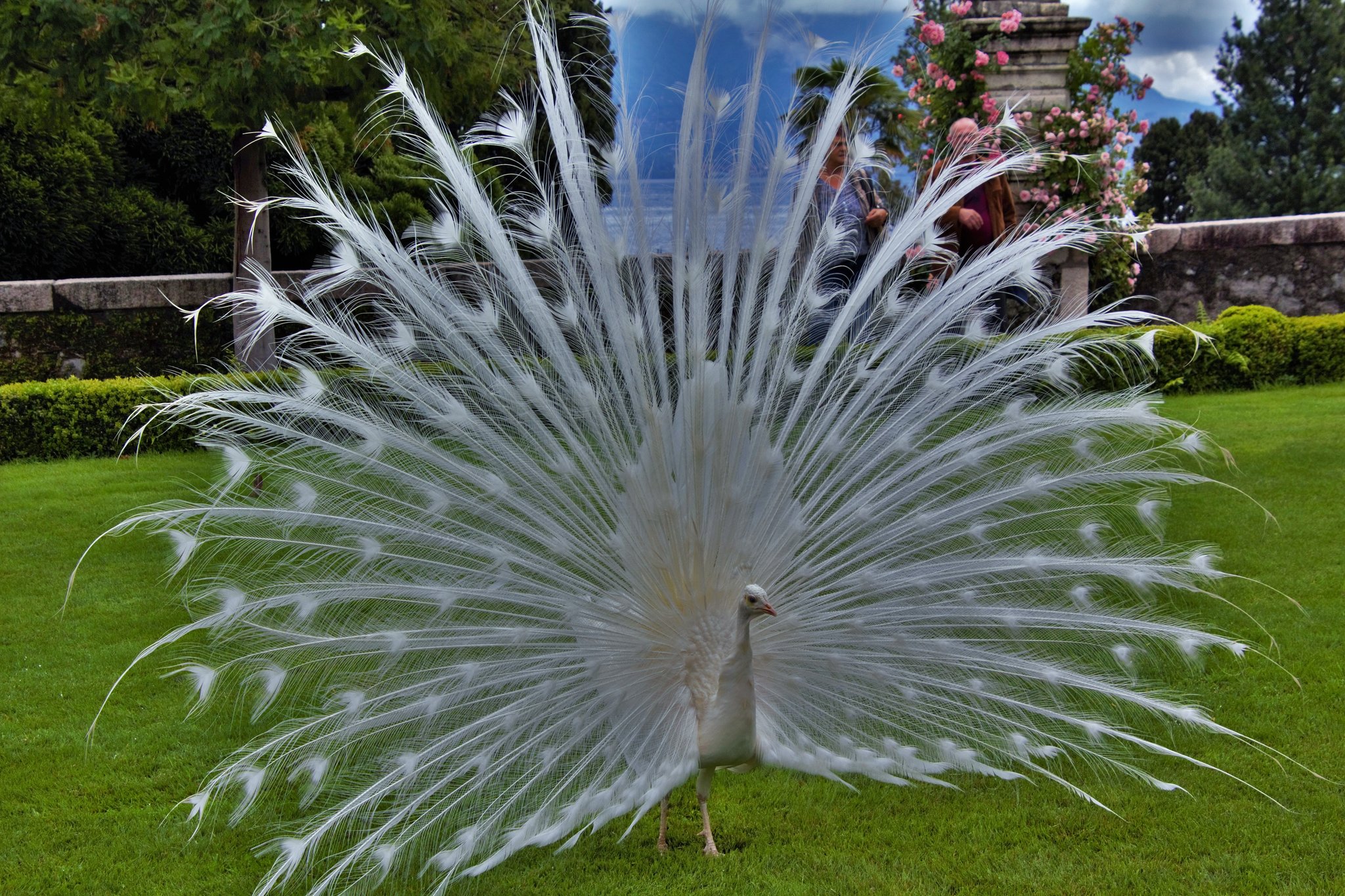 Weisser Pfau zeigt sein Rad