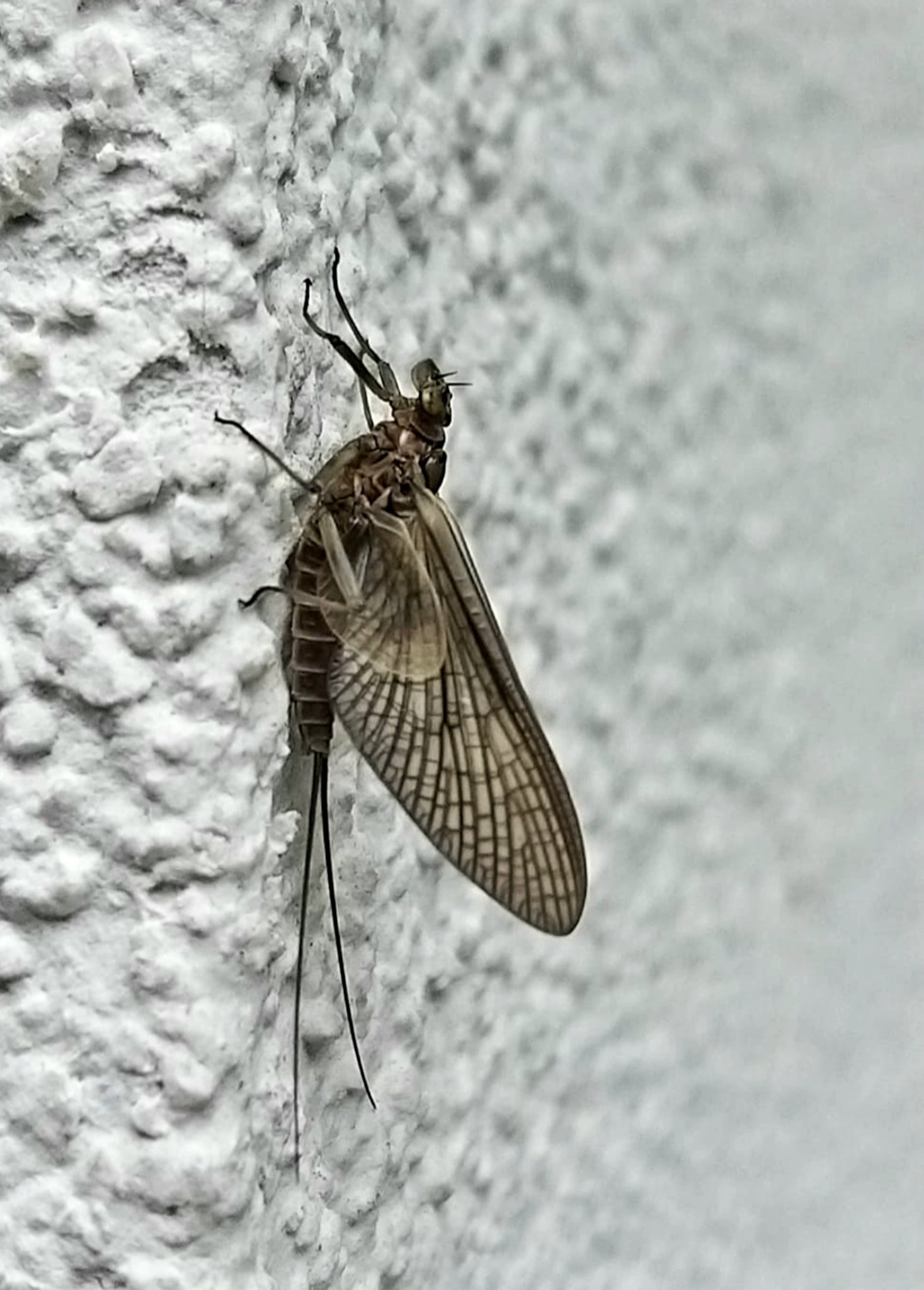 Schone Eintagsfliegen In Der Wohnung Bild