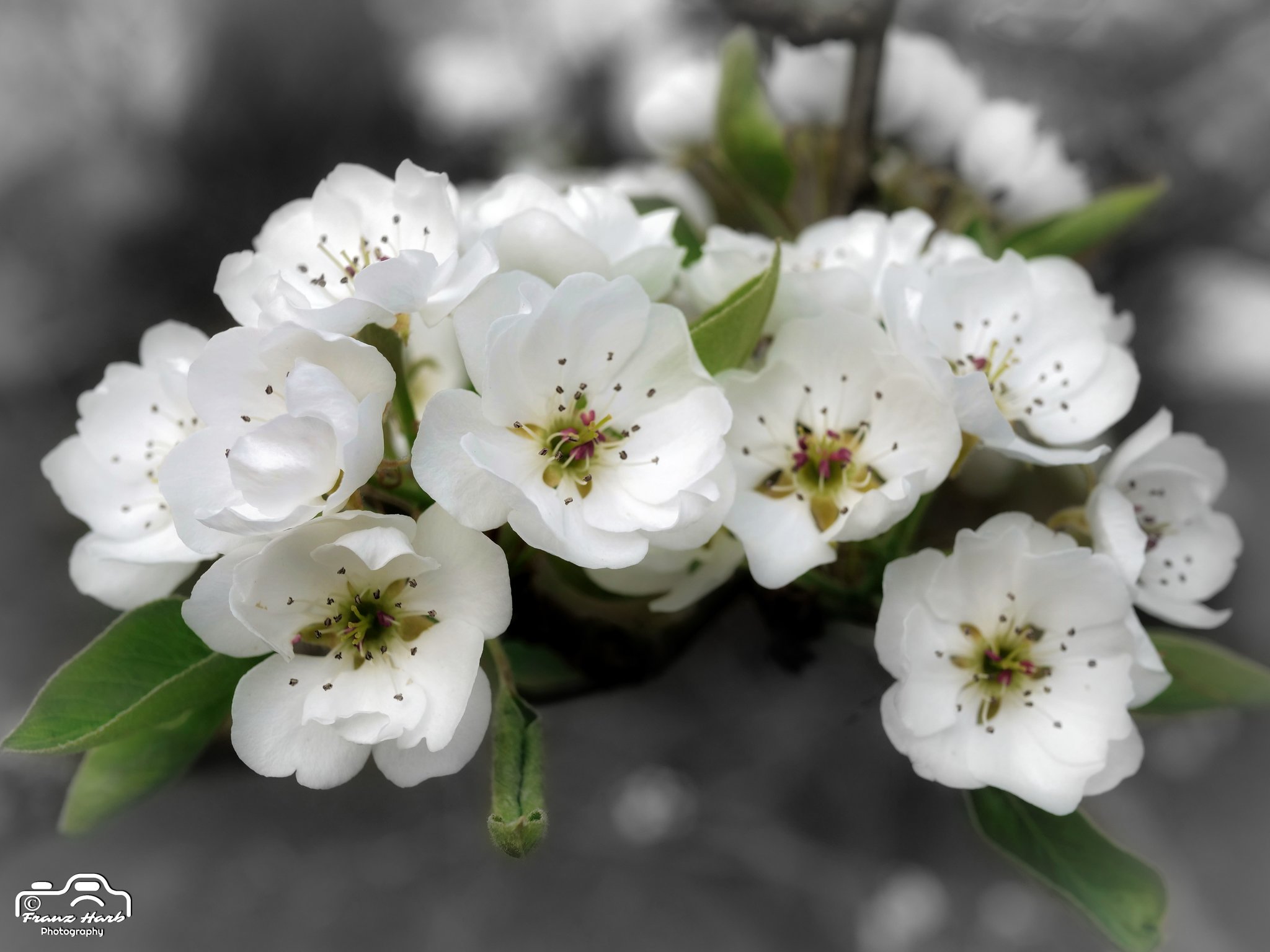 Birnenbaum Blüten in der Südoststeiermark
