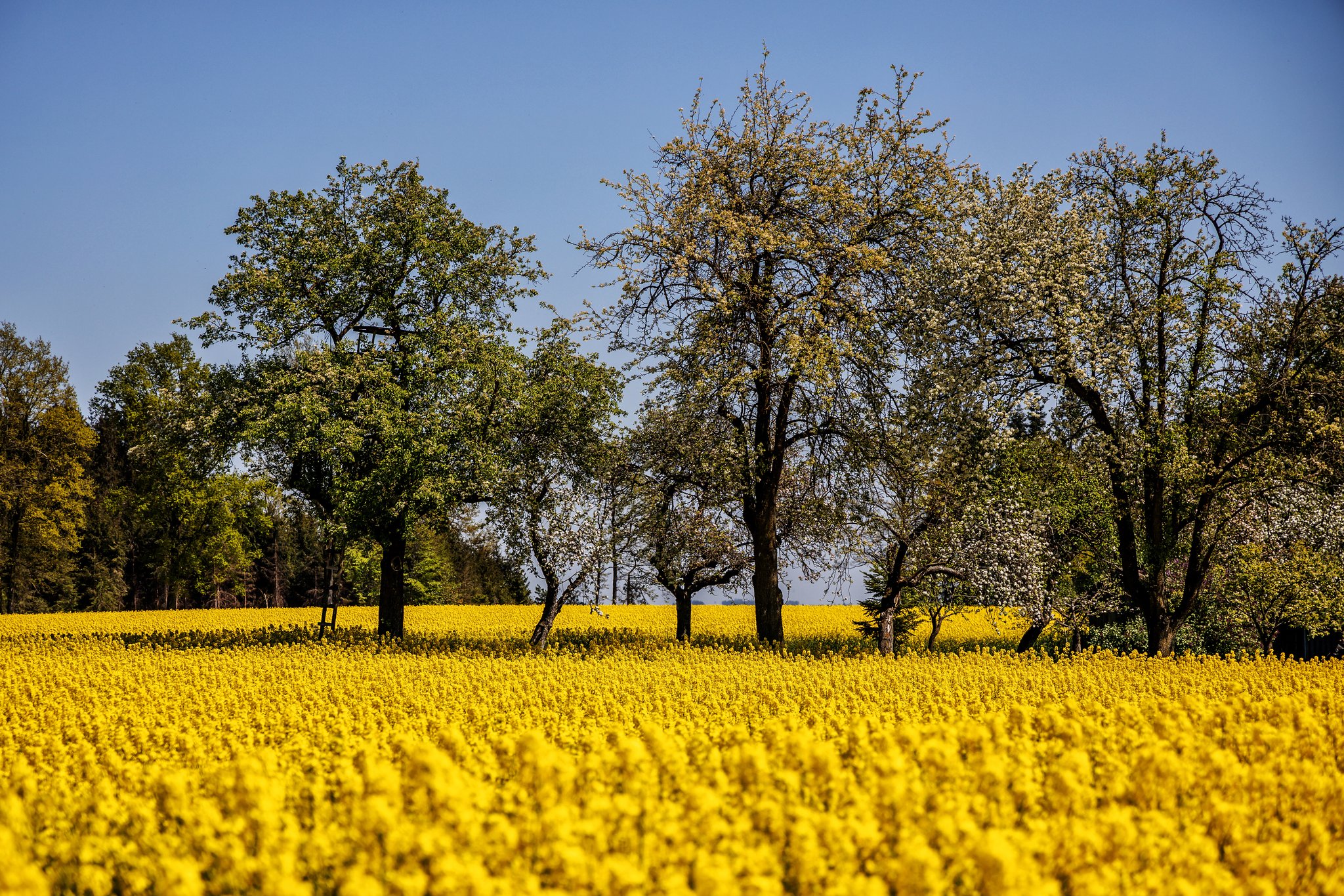 Blühende Rapsfelder wohin man schaut