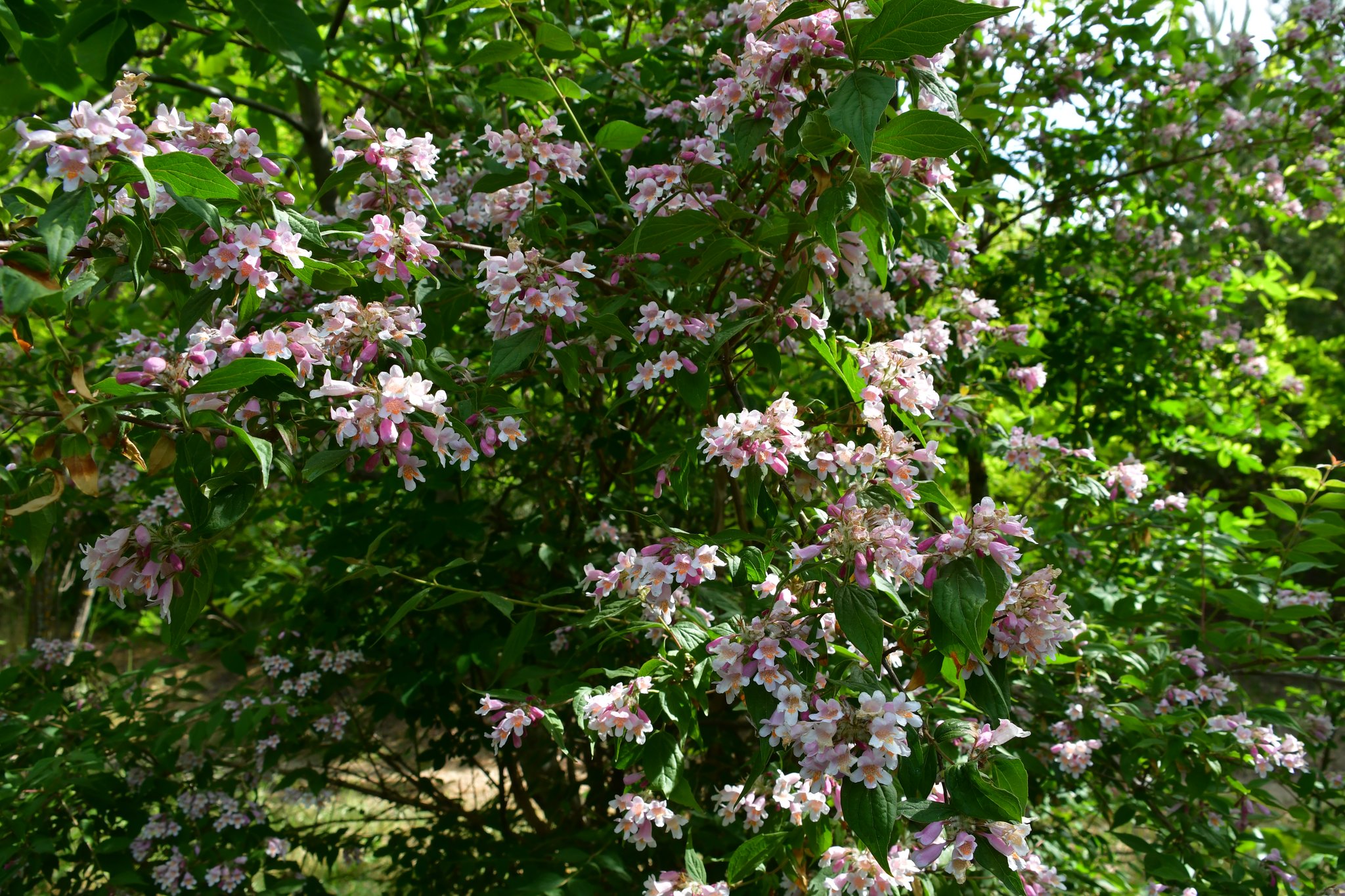 wunderschöner blühender Strauch im Wald