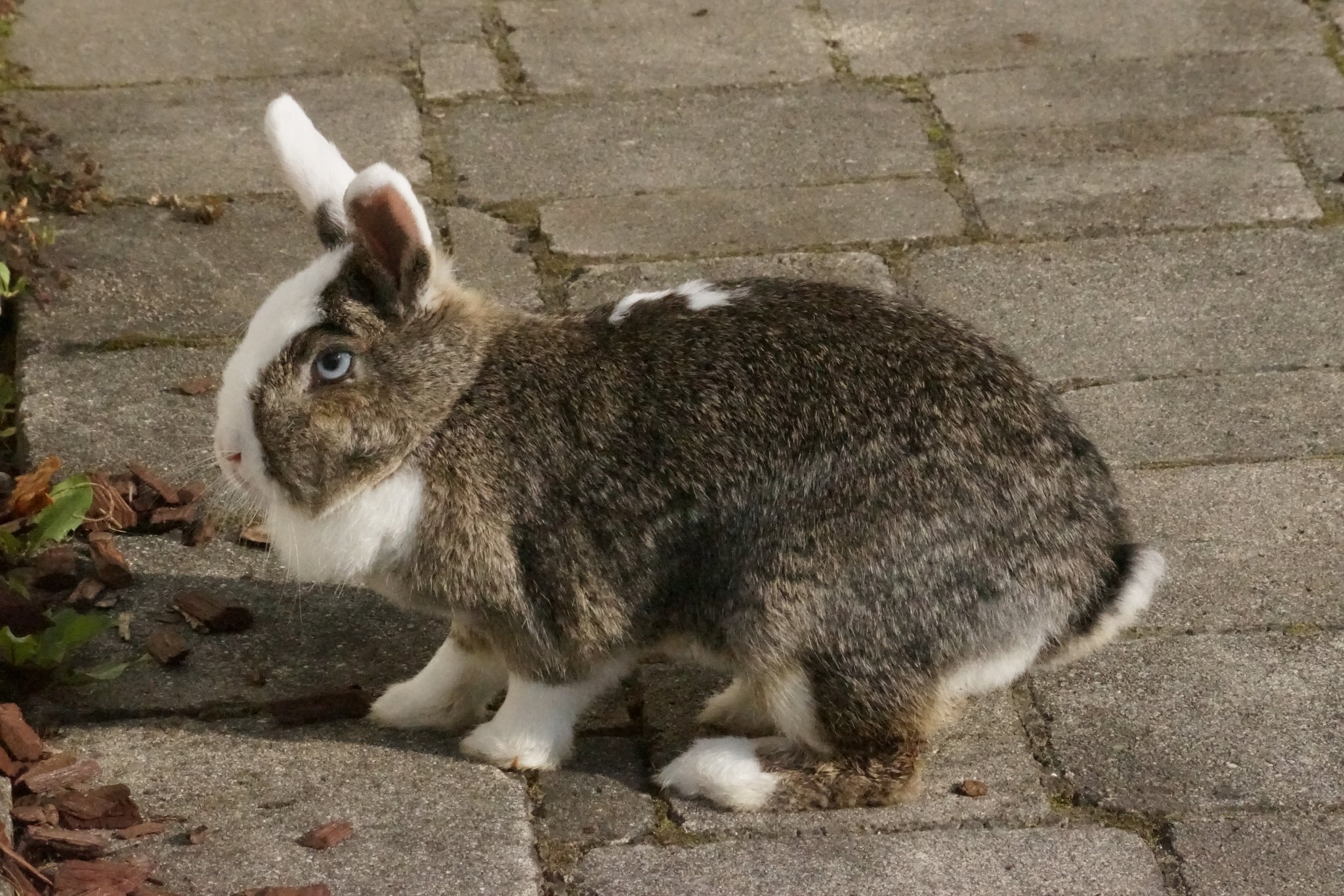 ein schöner Hase