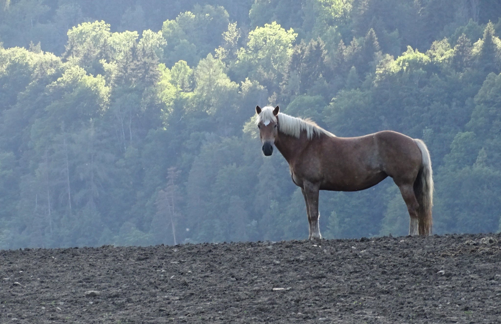 Idyl LE Pferd mit Landschaft bei Leoben