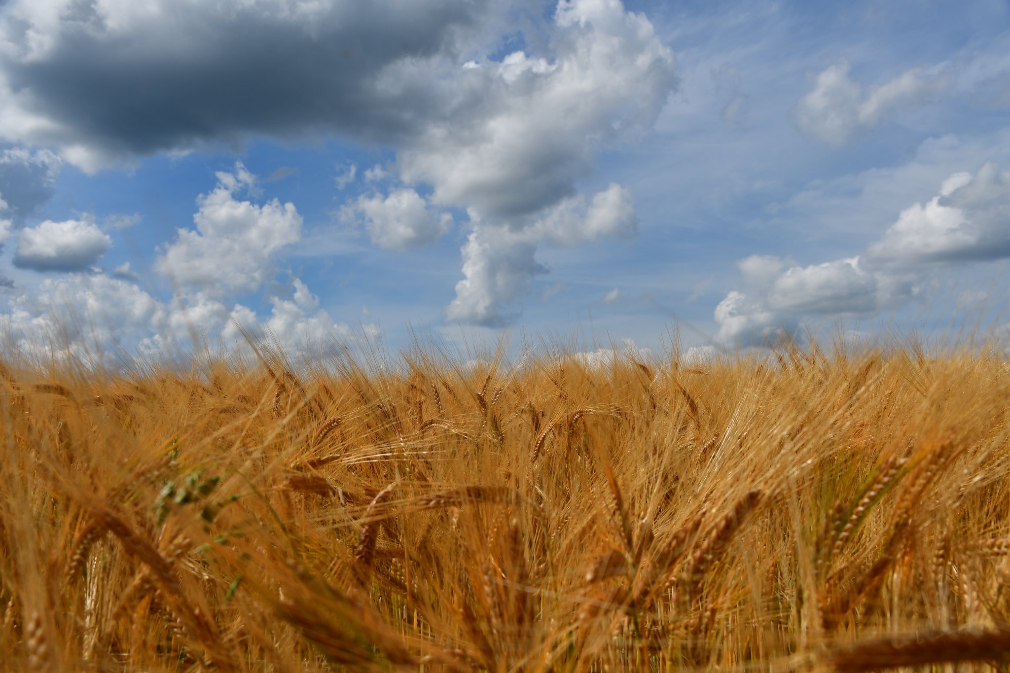 Kurz vor der Ernte...