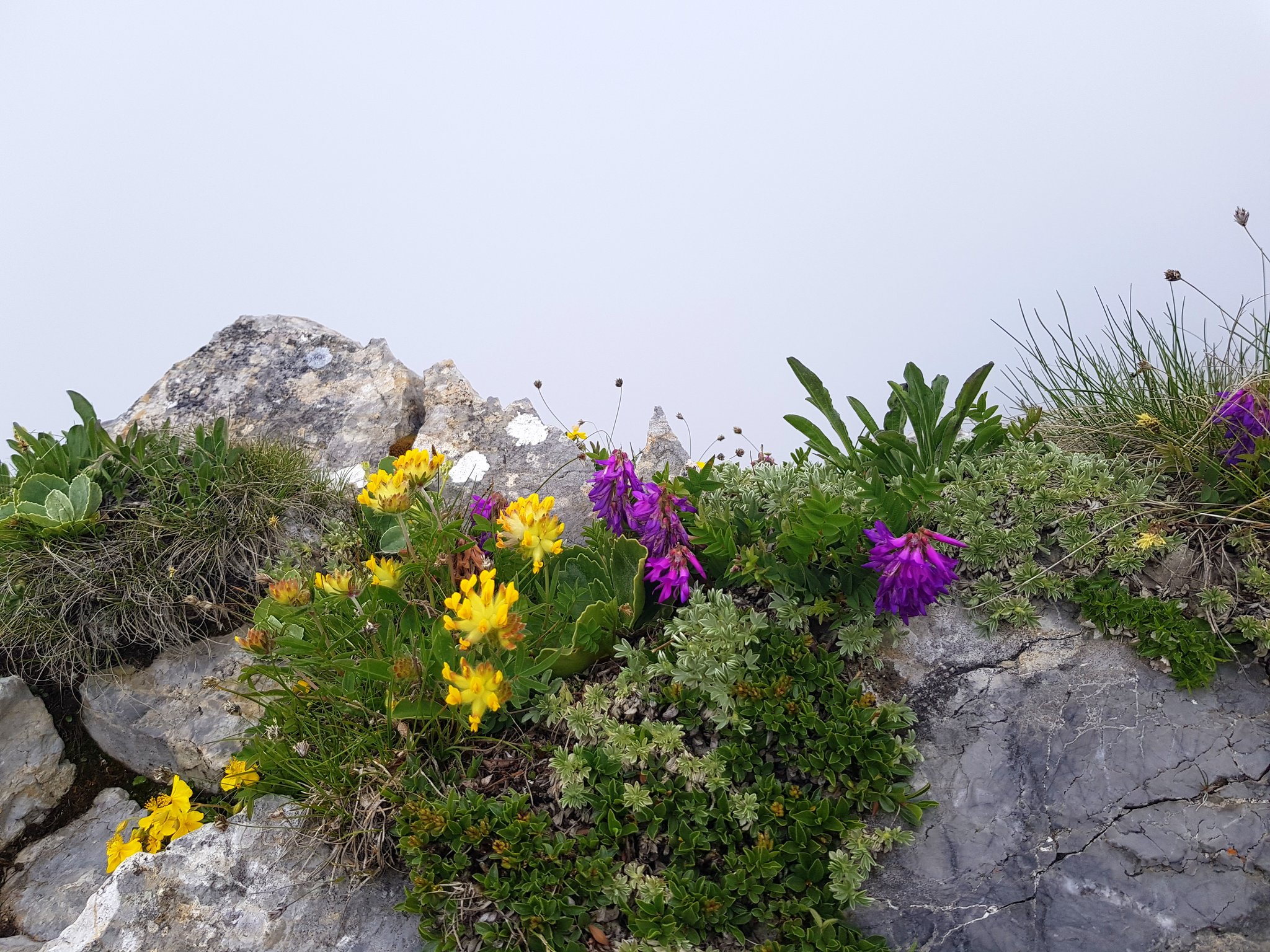 Alpenblumen die am Felsen wachsen