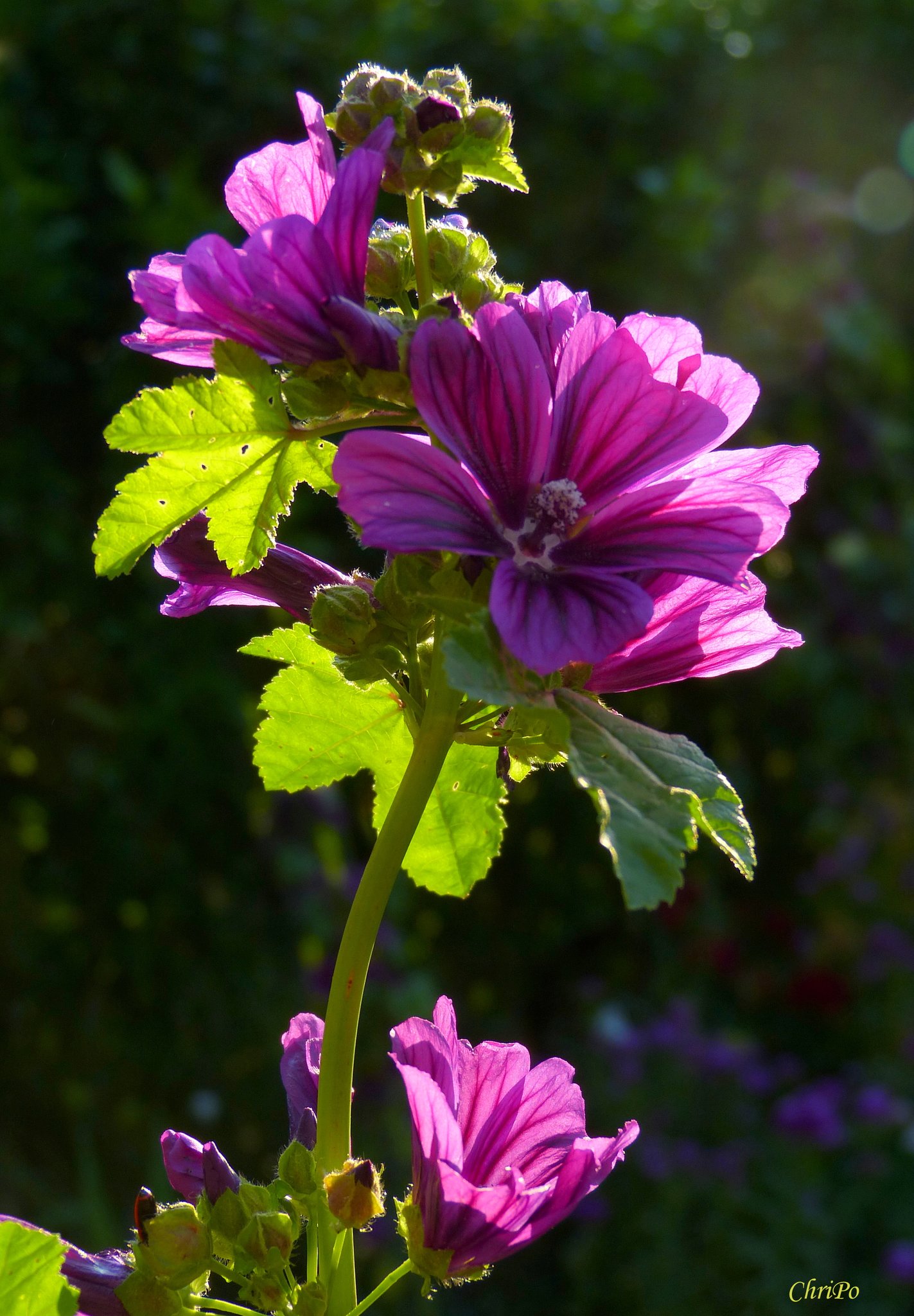 Wilde Malve (Malva sylvestris)