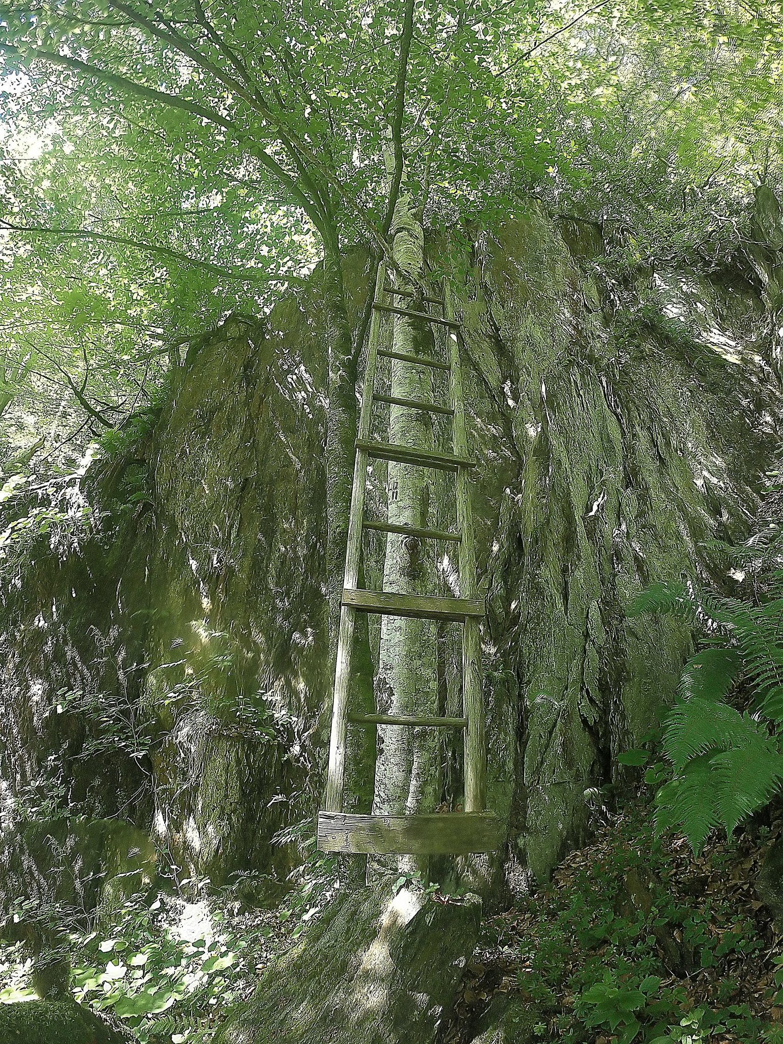 die Leiter ins Grüne