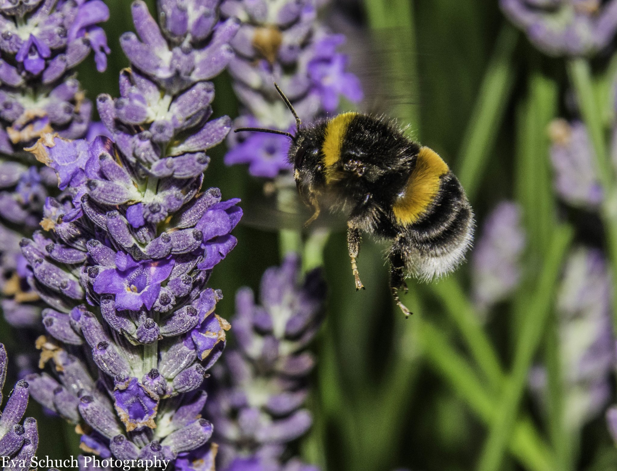 Die kleinen Tierchen ganz groß :)
