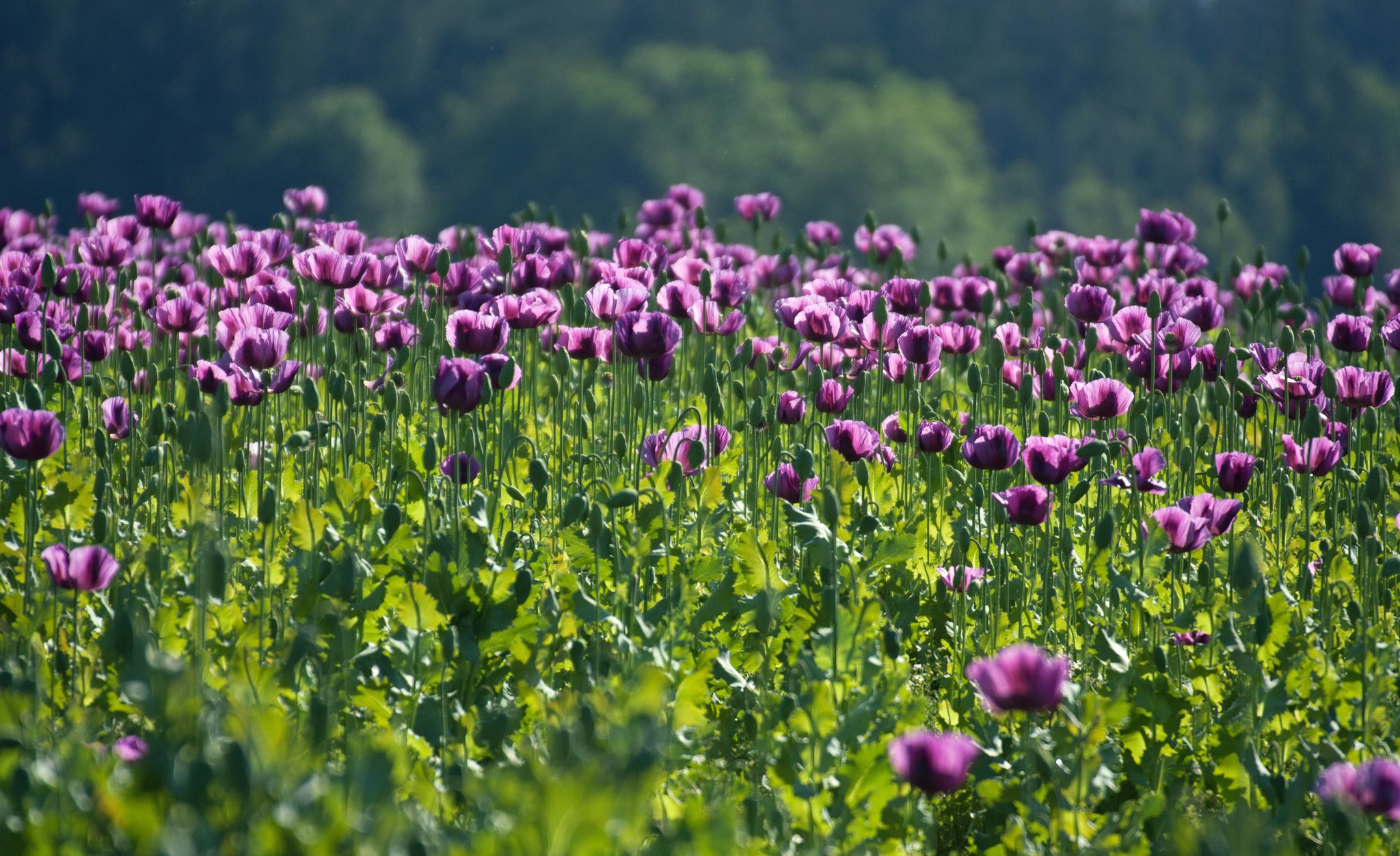 Ein Feld voll Graumohn