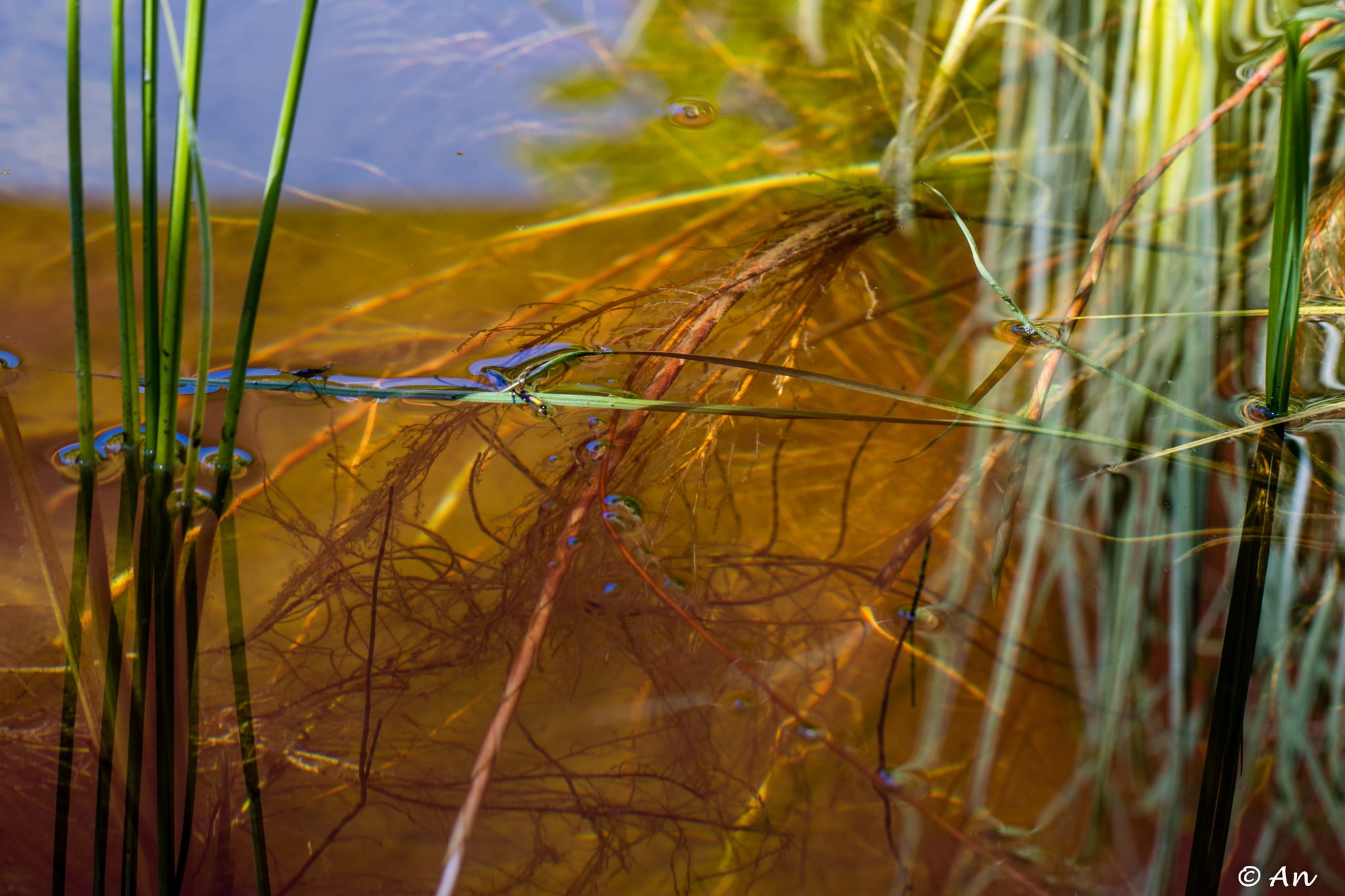 Das Leben Unter Wasser 3411