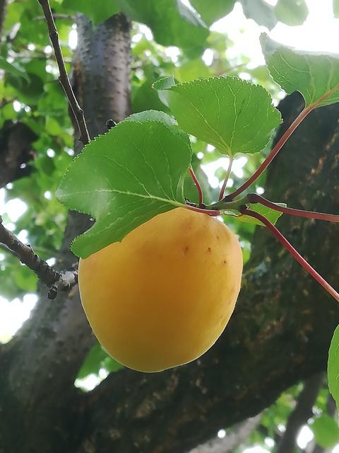 31 Jahre bin ich meint der Marillenbaum bin schon der Zweite in diesen ...