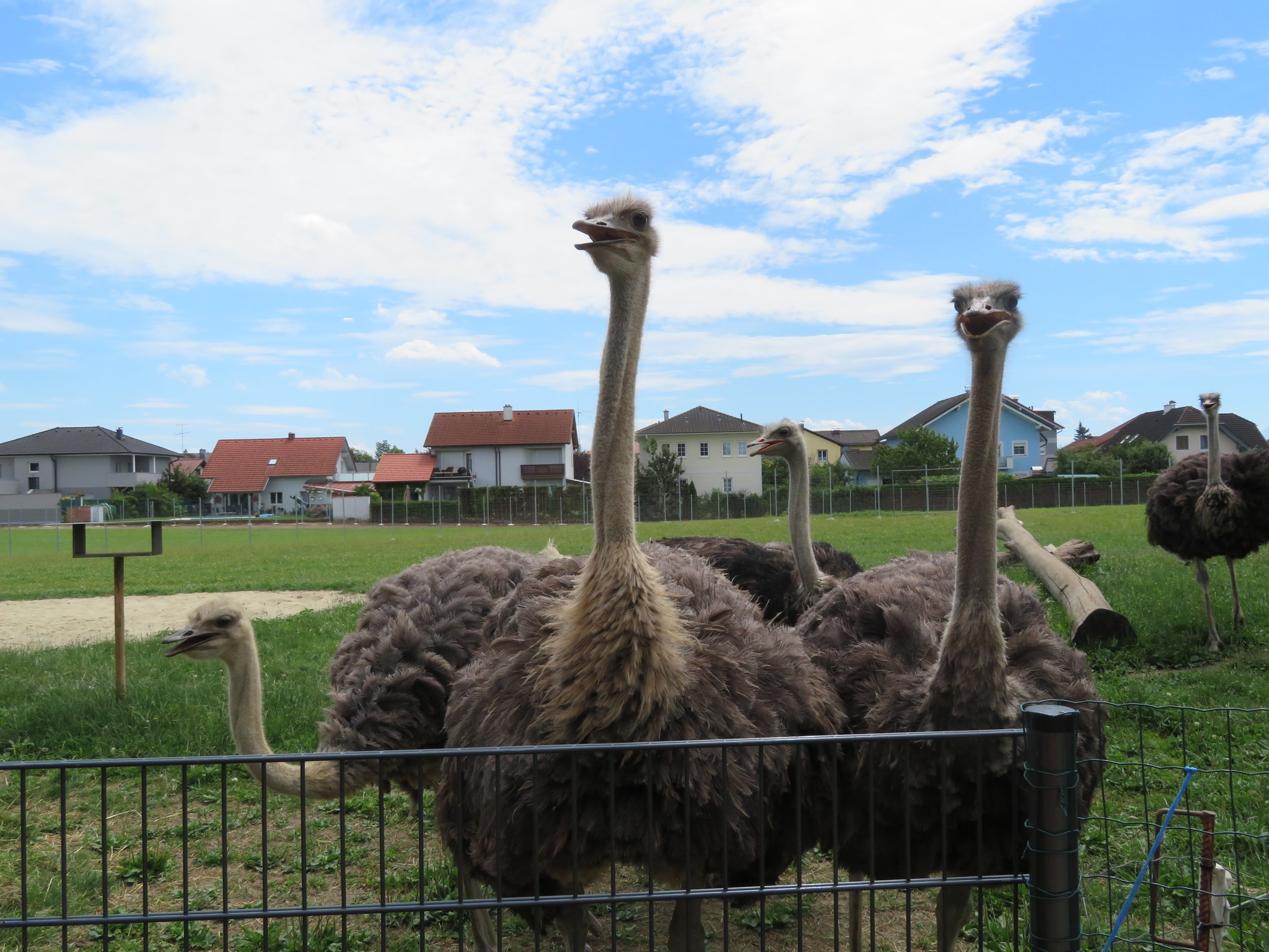Strausse in Wels sind sehr neugierig