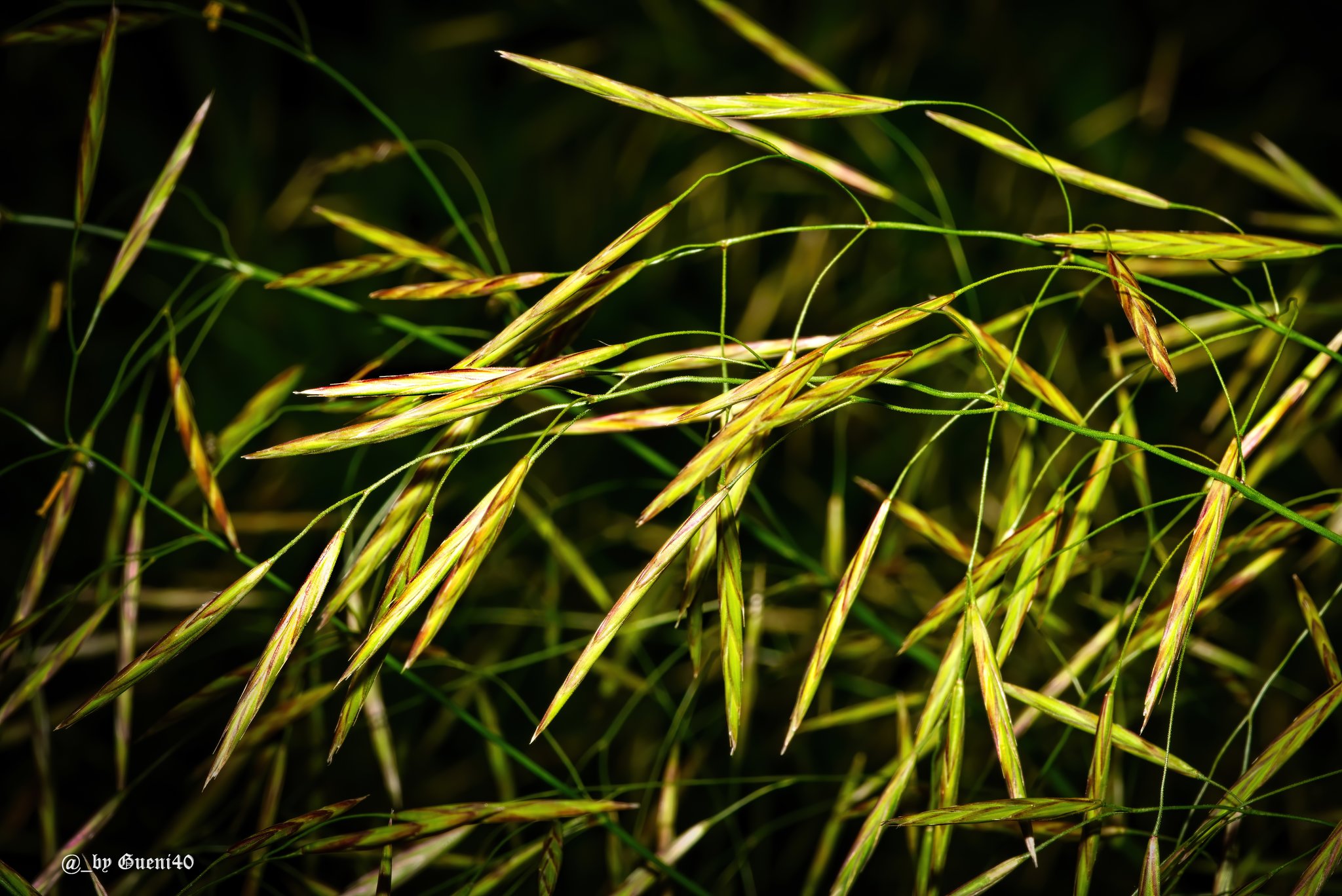 das Gras zum Leuchten gebracht.....