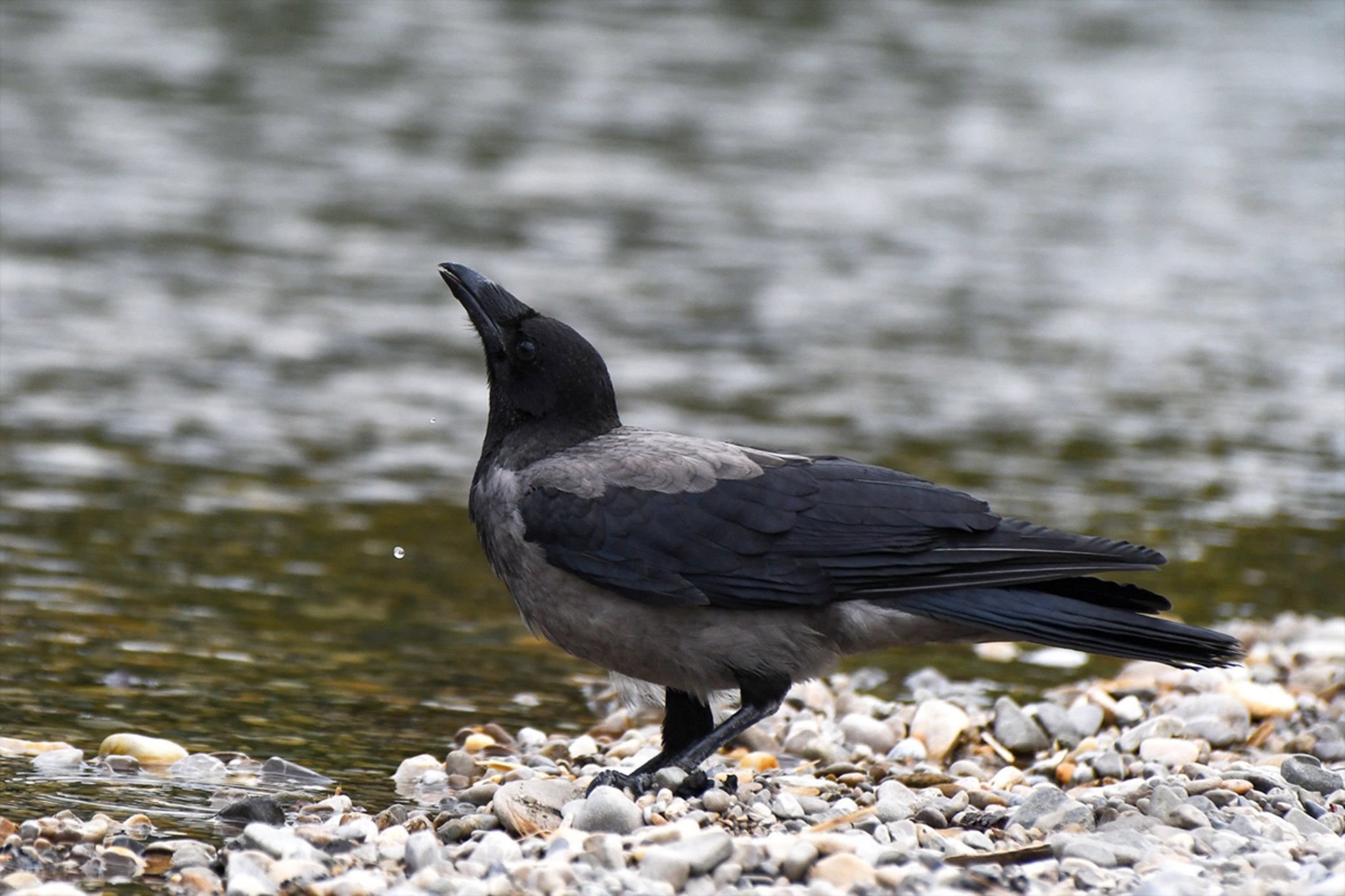 Krähe