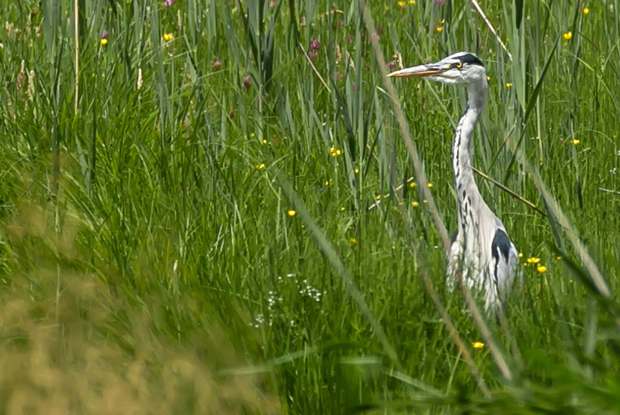 Graureiher (Fischreiher)