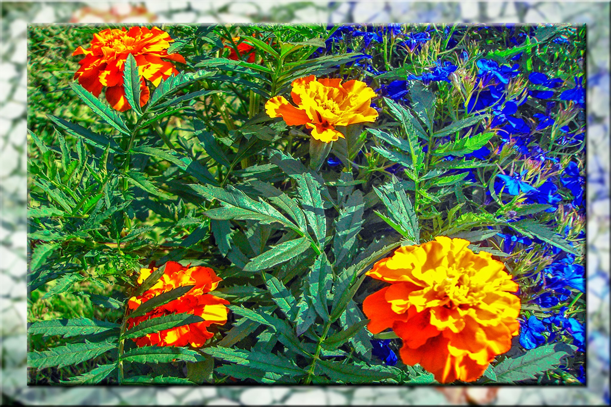 Gruß aus unserem Garten