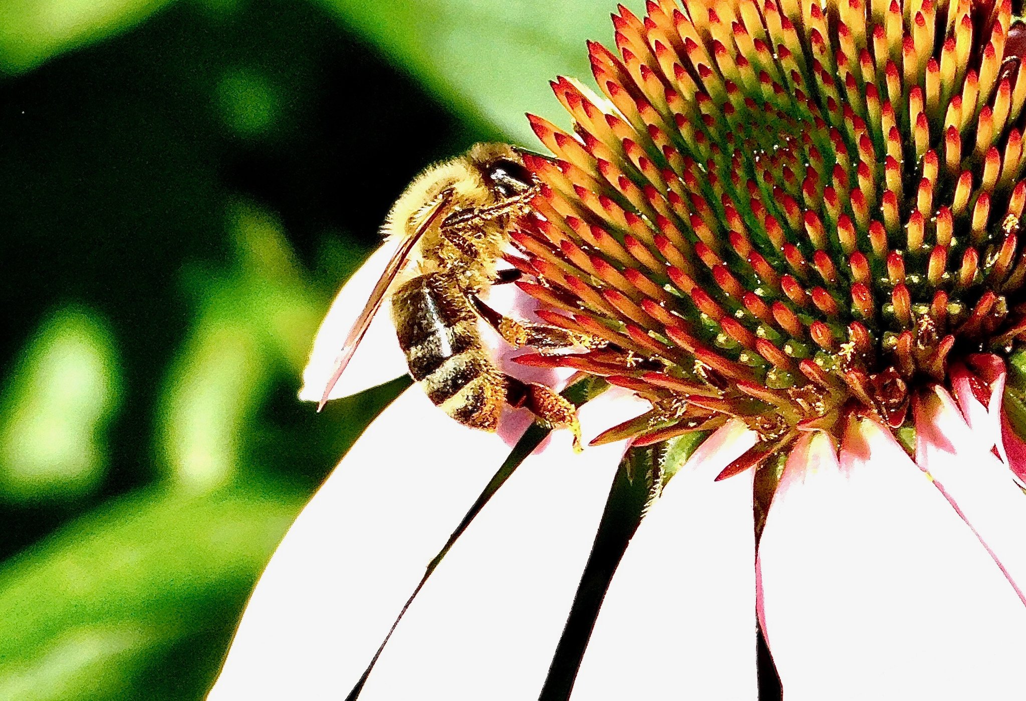 Eine wunderschöne Blume ...und ein süßes Bienchen