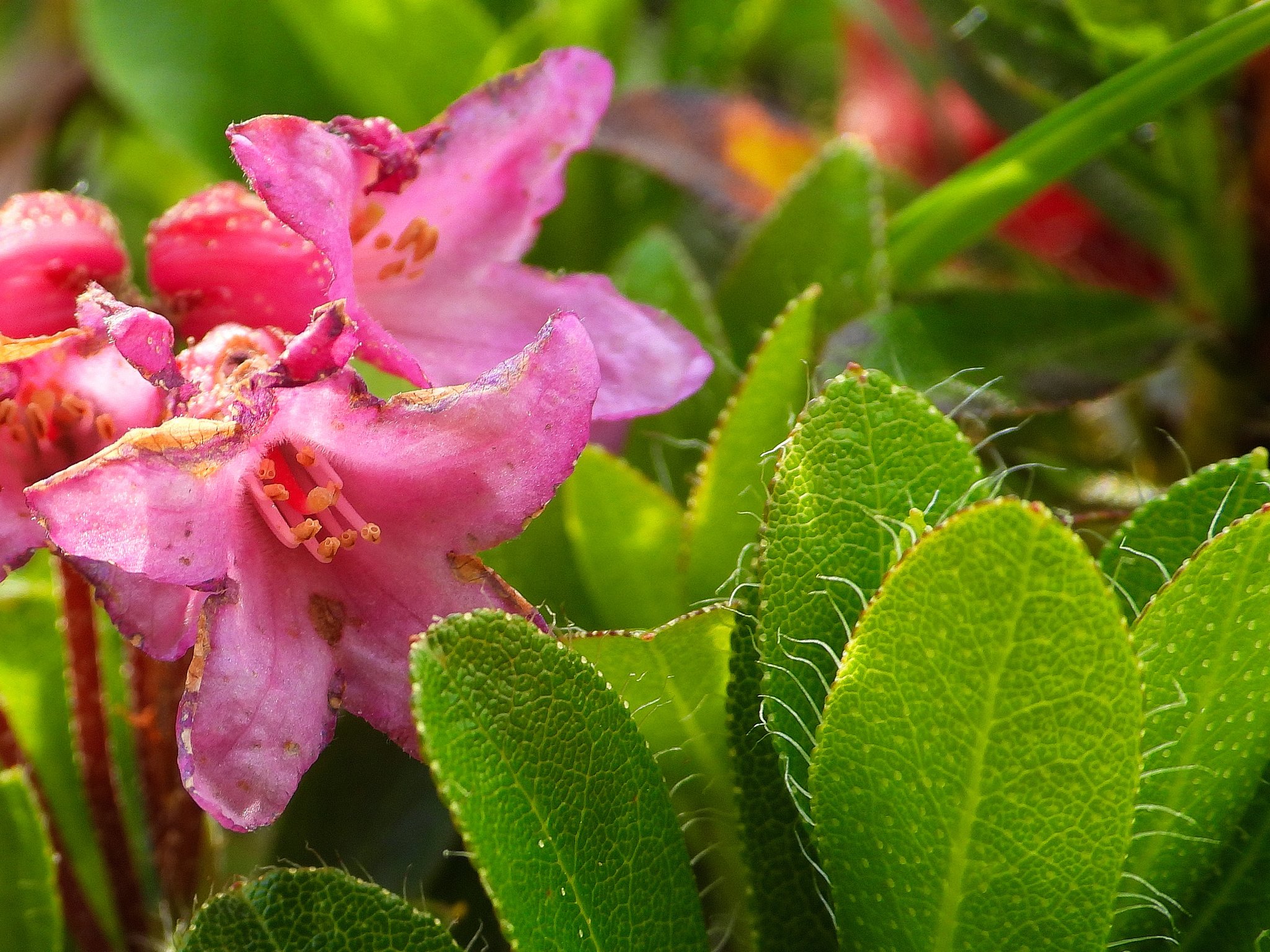 Die Behaarte Alpenrose