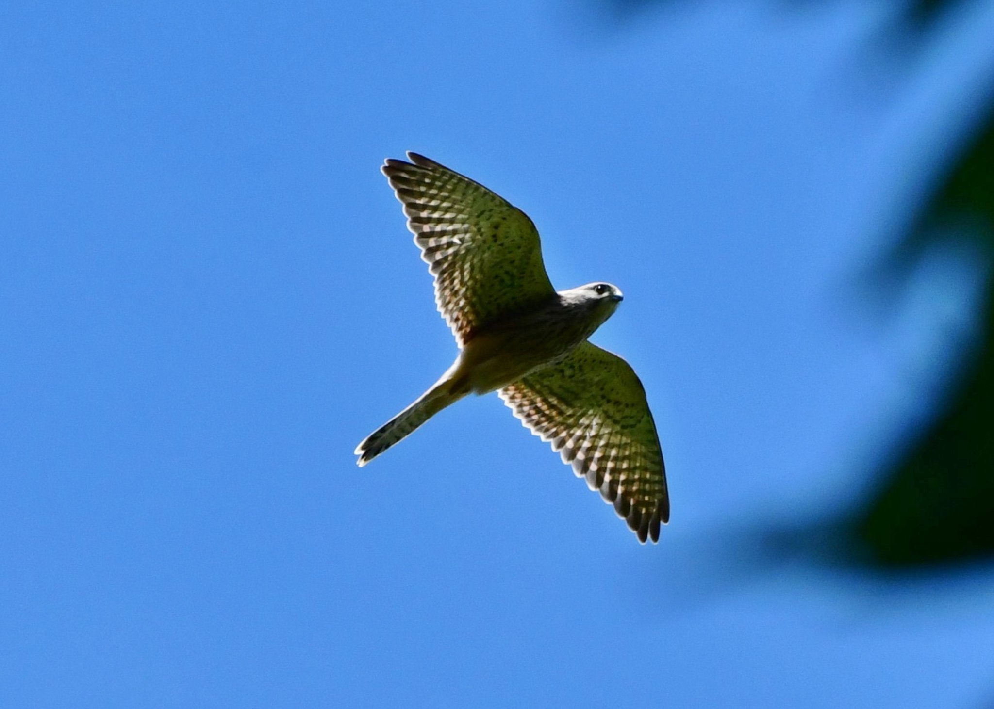 Falkenflug