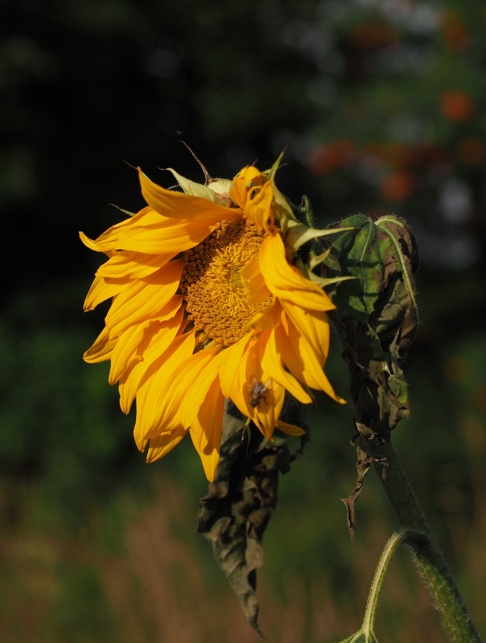 Von der Hitze gezeichnet