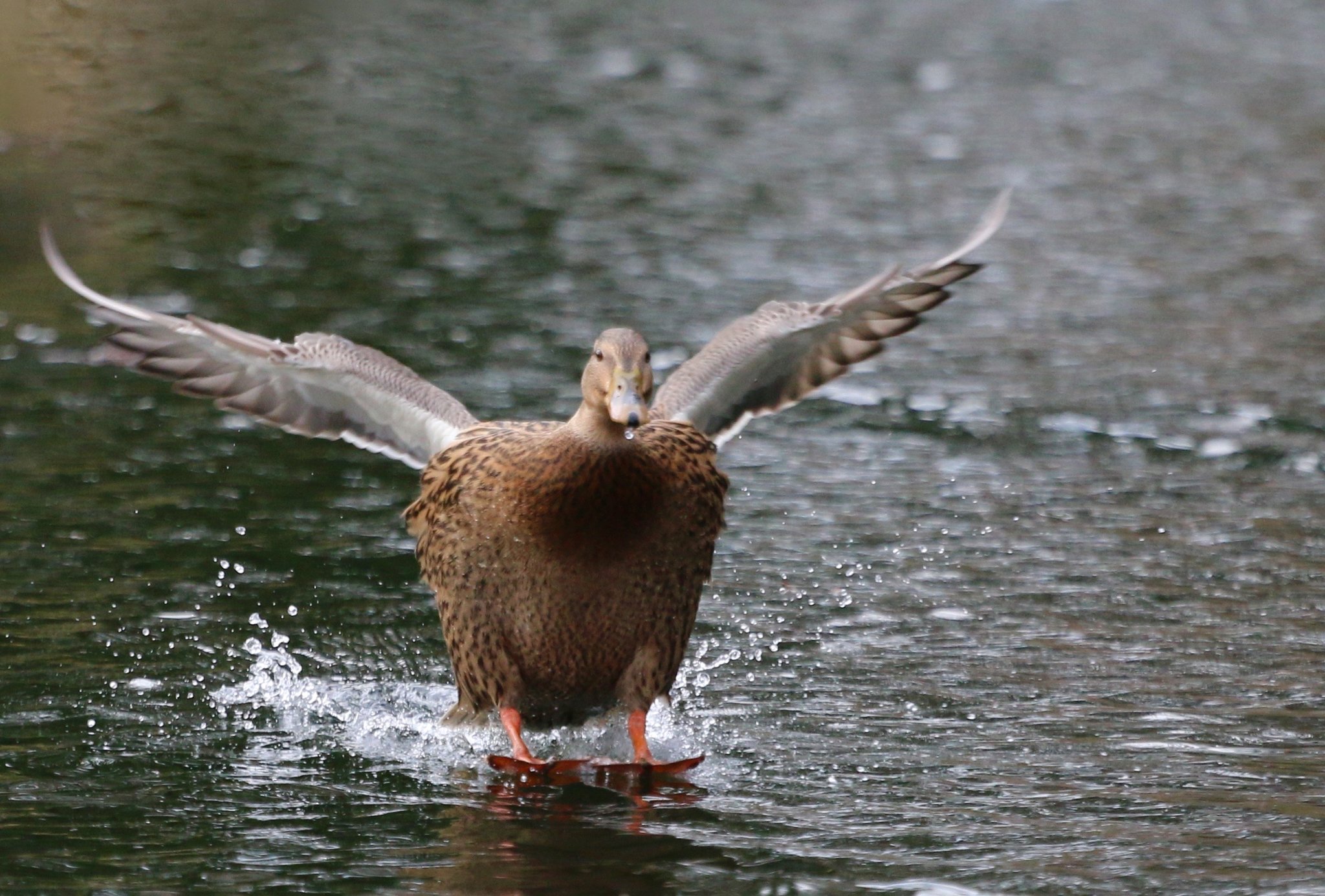 Die Enten im Neusiedler See ....