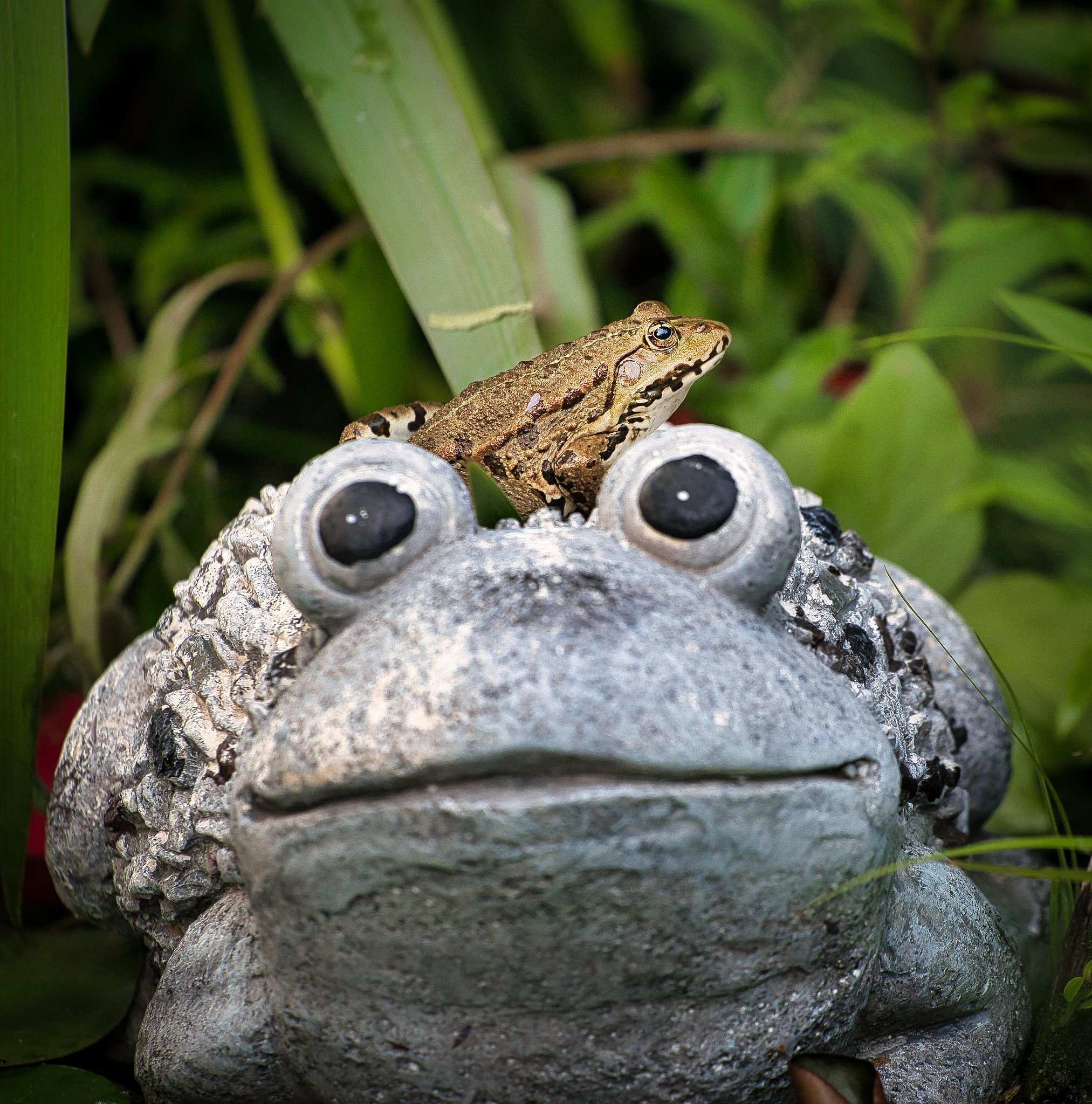Mein neuer Frosch hat schon Freunde im Biotop gefunden.