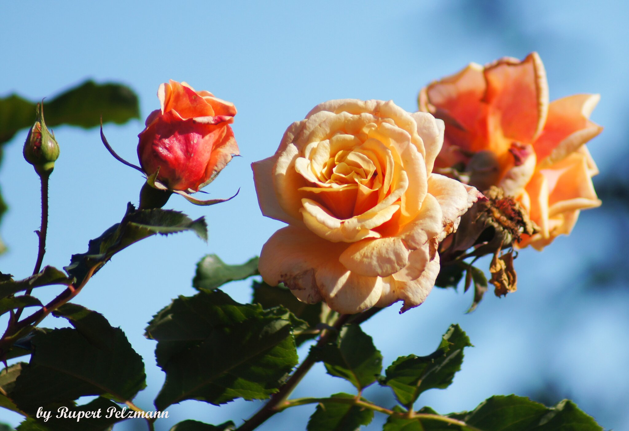 Die Rosen blühen noch im Oktober!