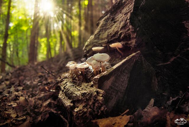 Unser Wald als Erholungsort für Körper und Seele!