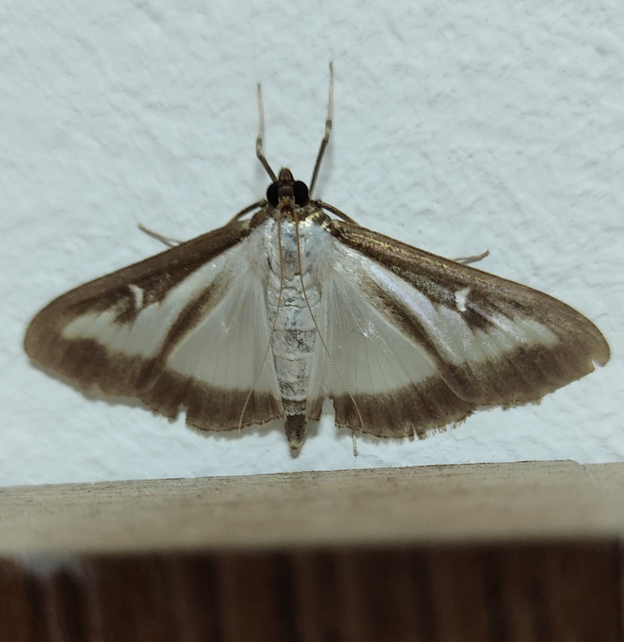 Der Buchsbaumzünsler...