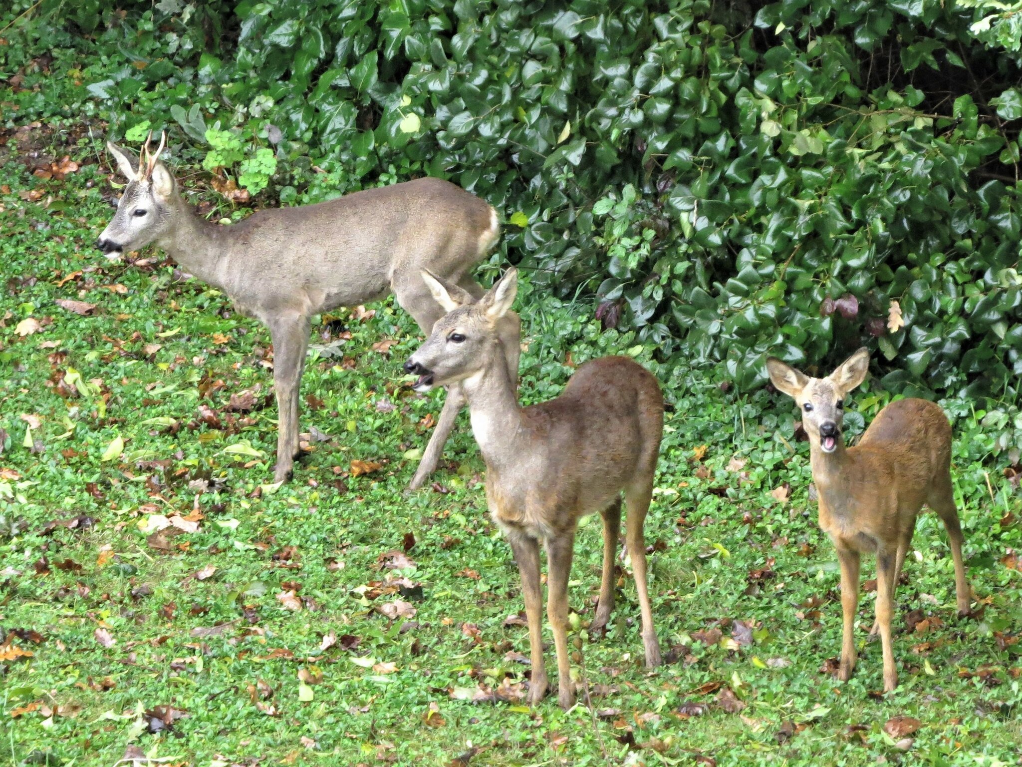 "Reh-Familienausflug"