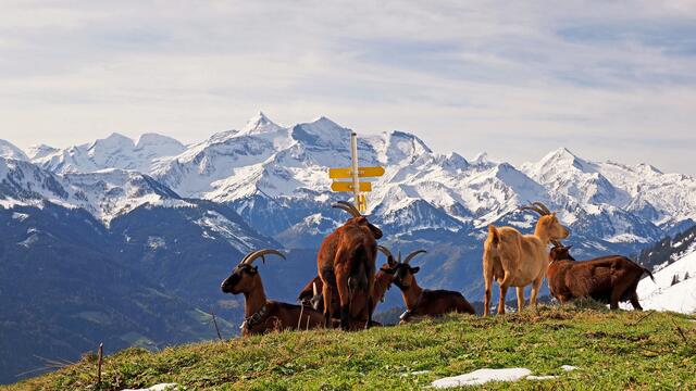 BergZiegen an einer Weggabelung