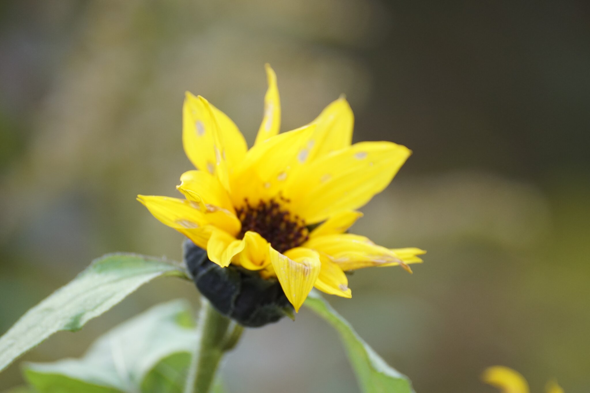 eine schöne blumme ende oktober
