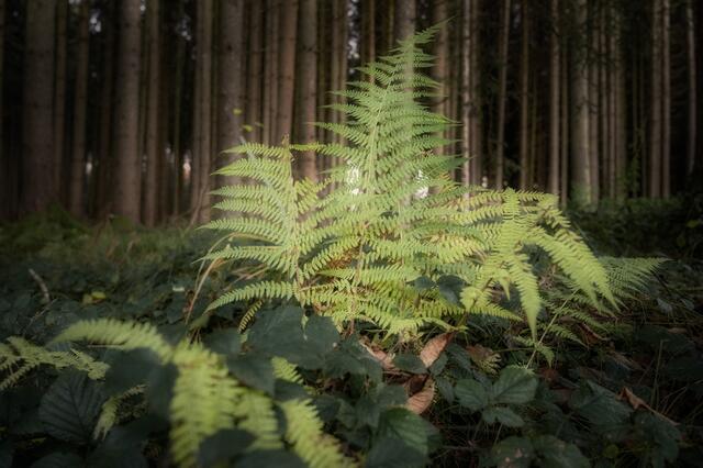 Farn im Wald