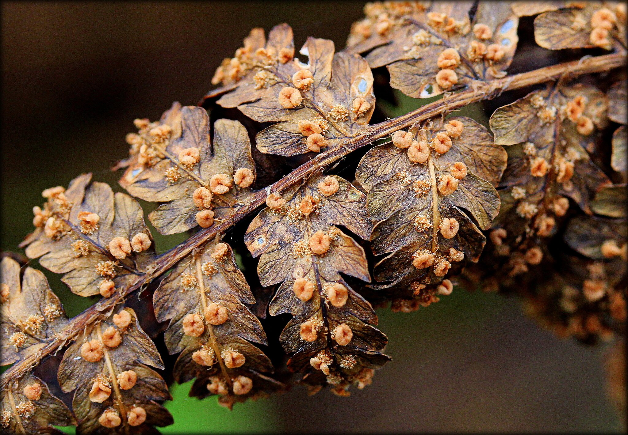 Sporen auf verblühtem Farn