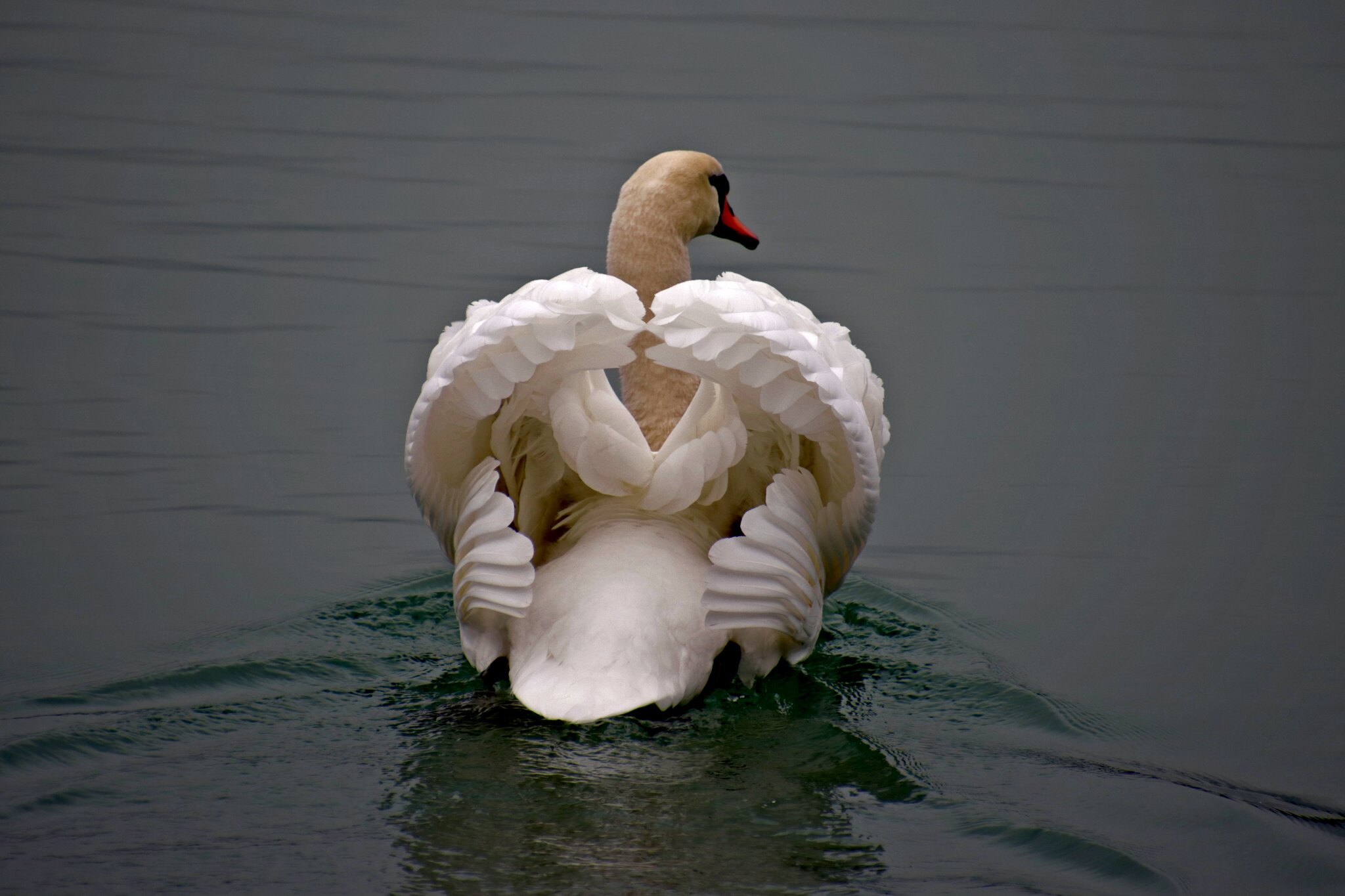 ein schöner Rücken kann auch entzücken ....