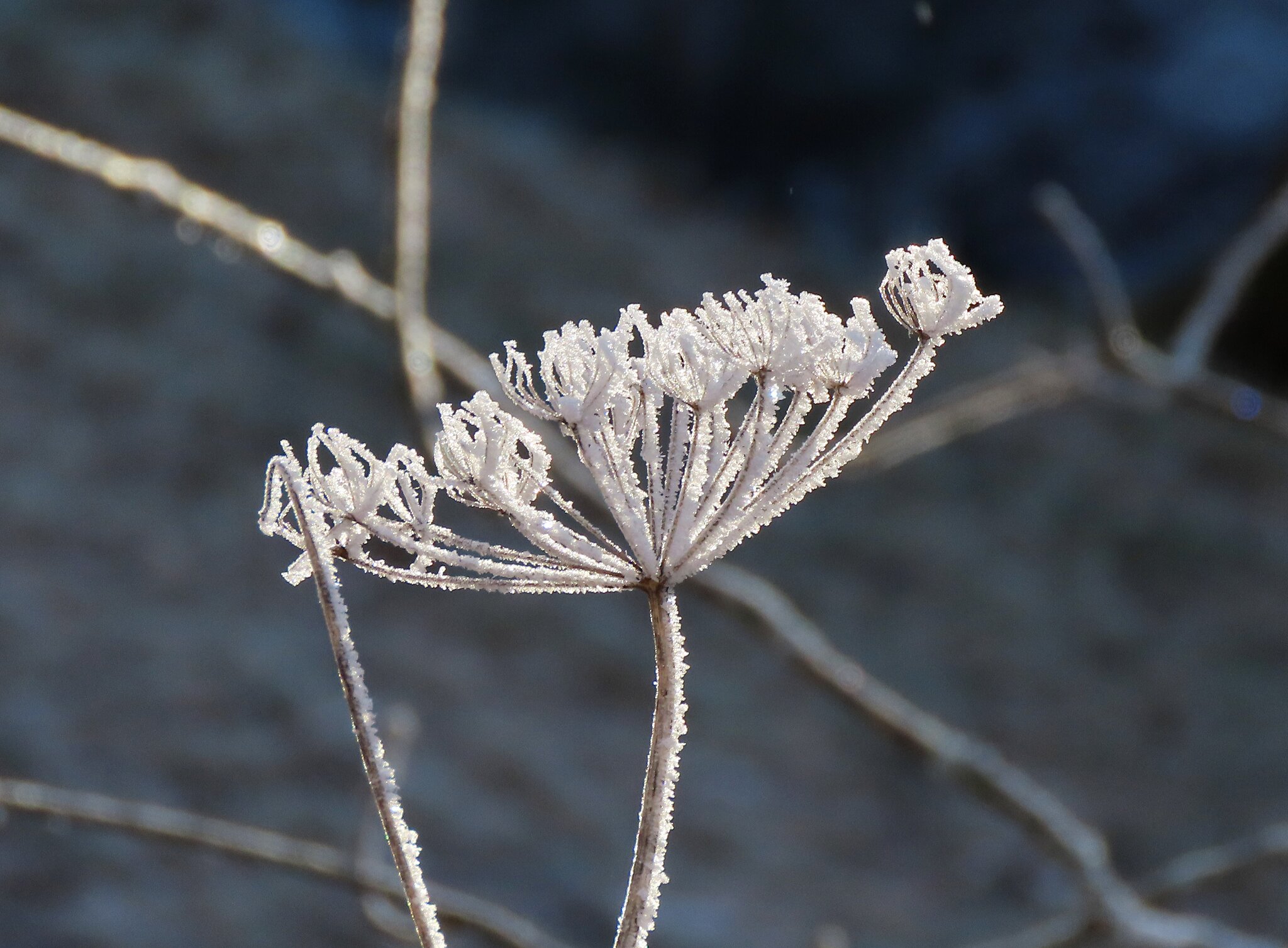 Eisblume