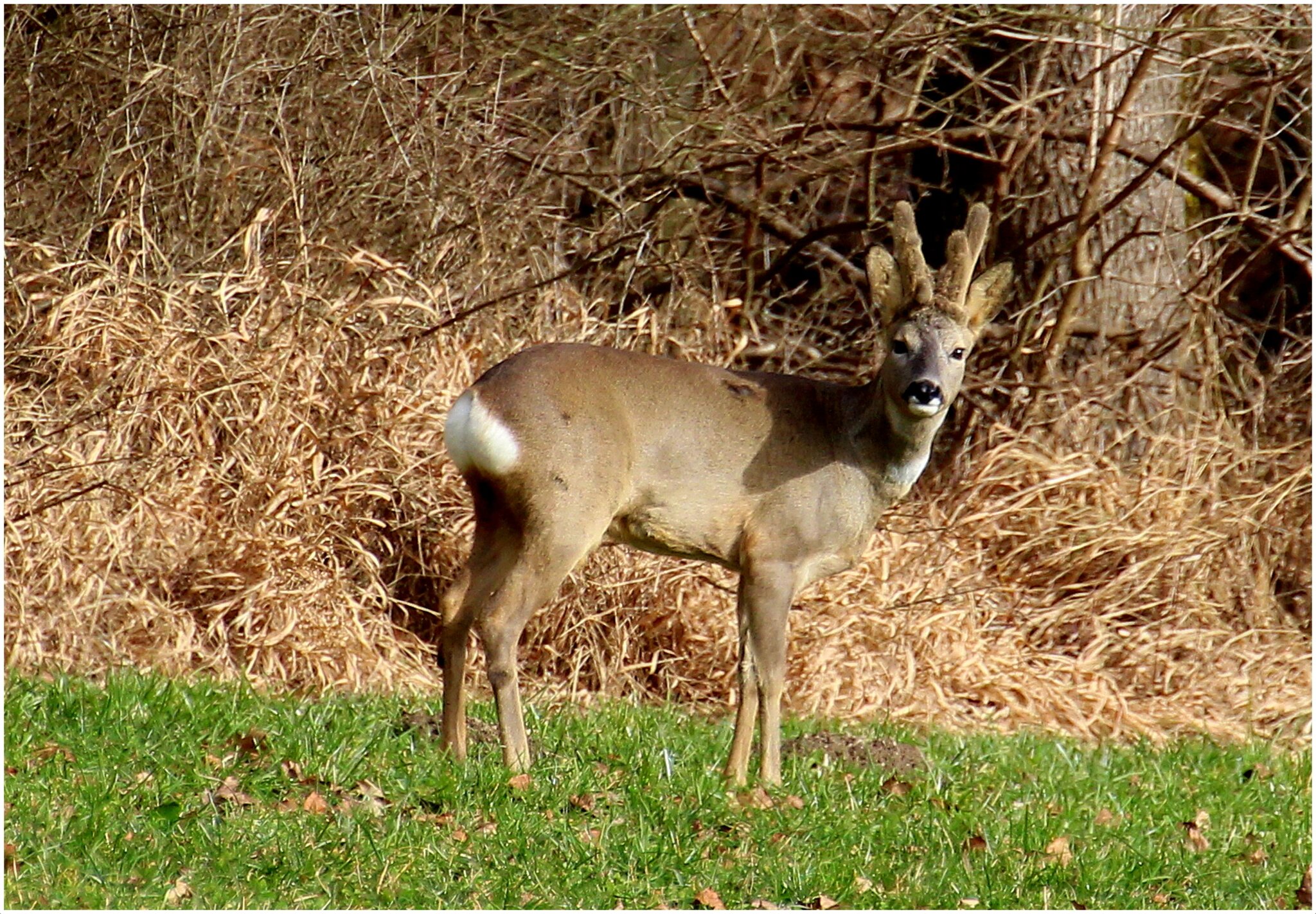 * das Geweih ist ordentlich gewachsen ... *
