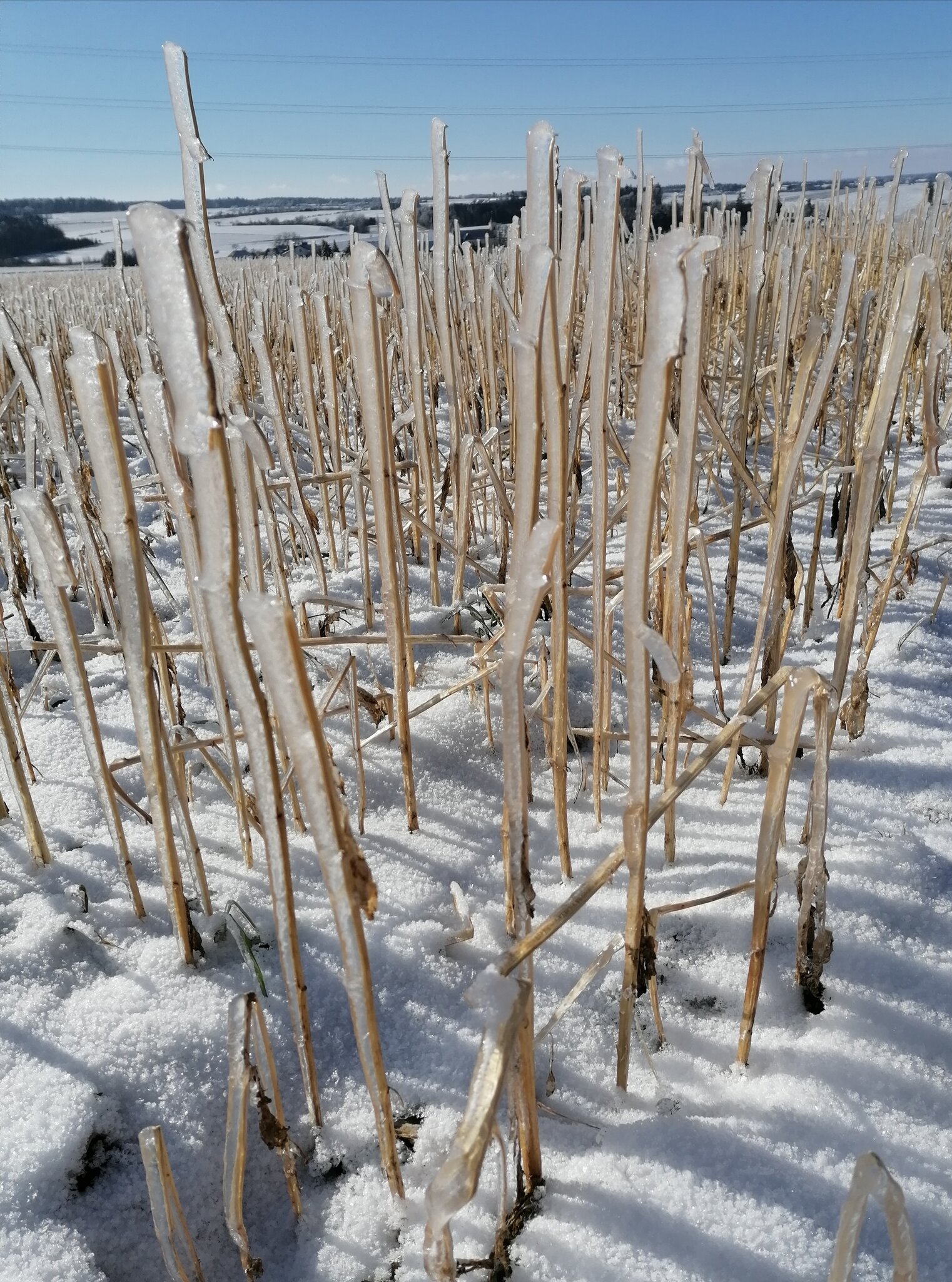 Eisige Halme