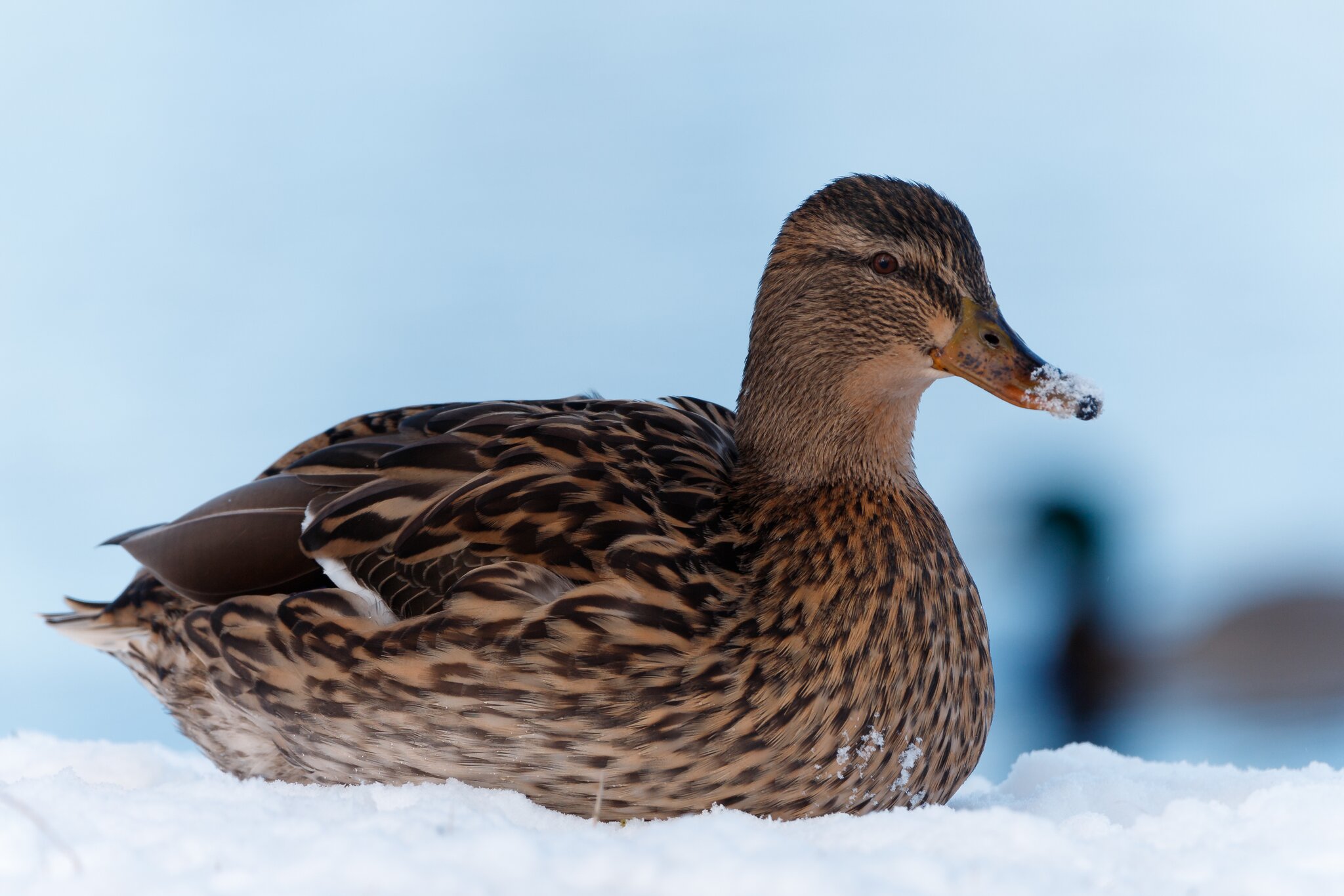 Ente im Schnee am Harabruckteich