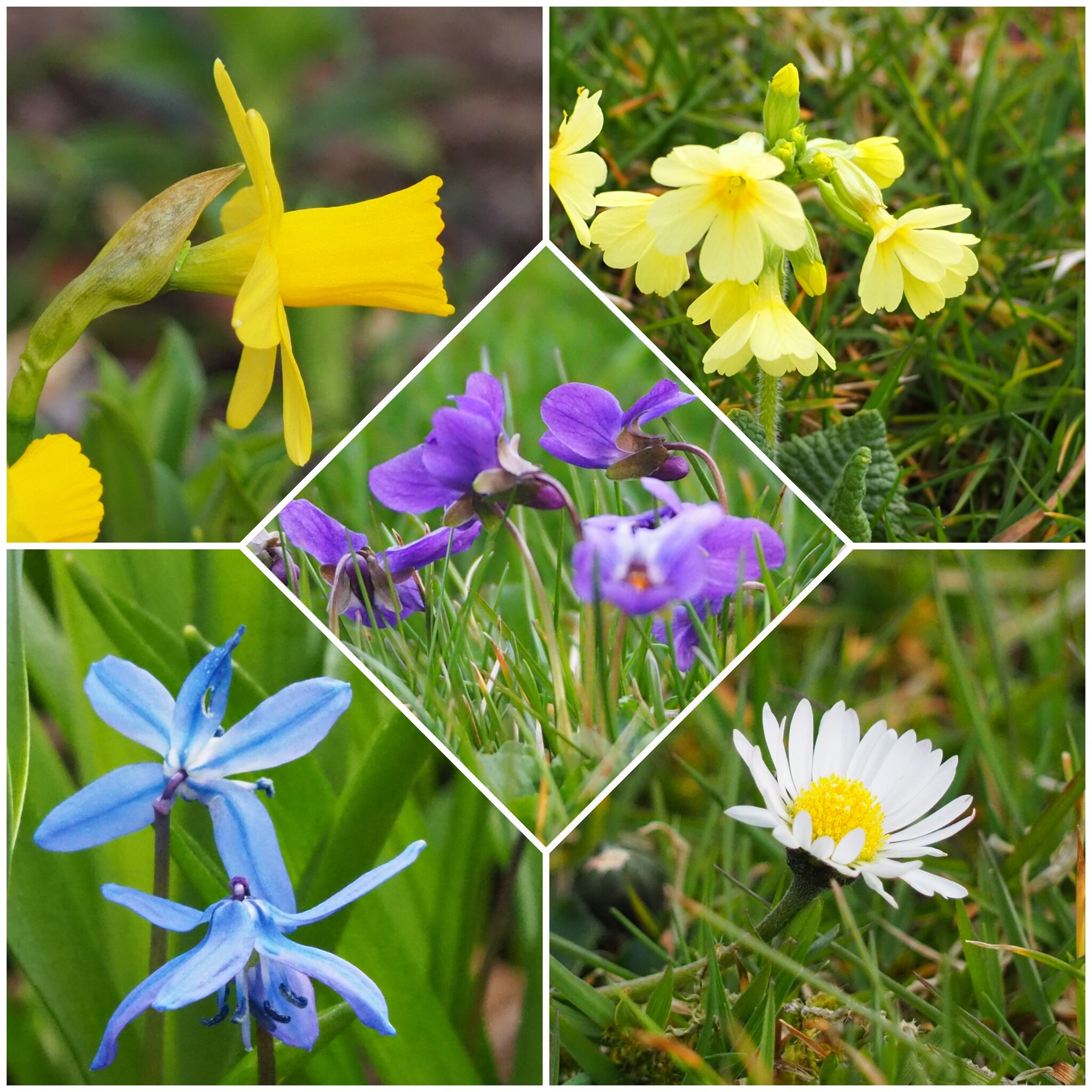 Frühlingsblumen im eigenen Garten