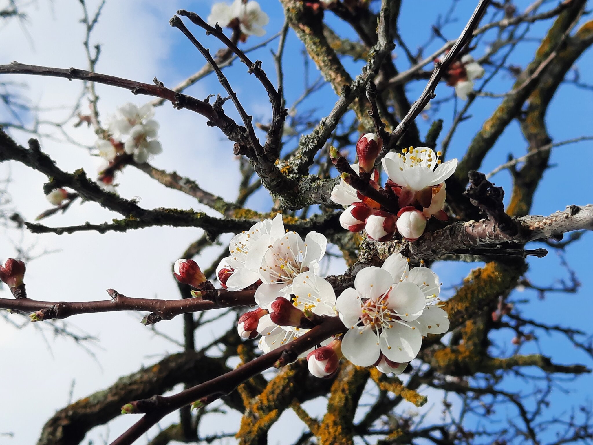 Der alte Marillenbaum