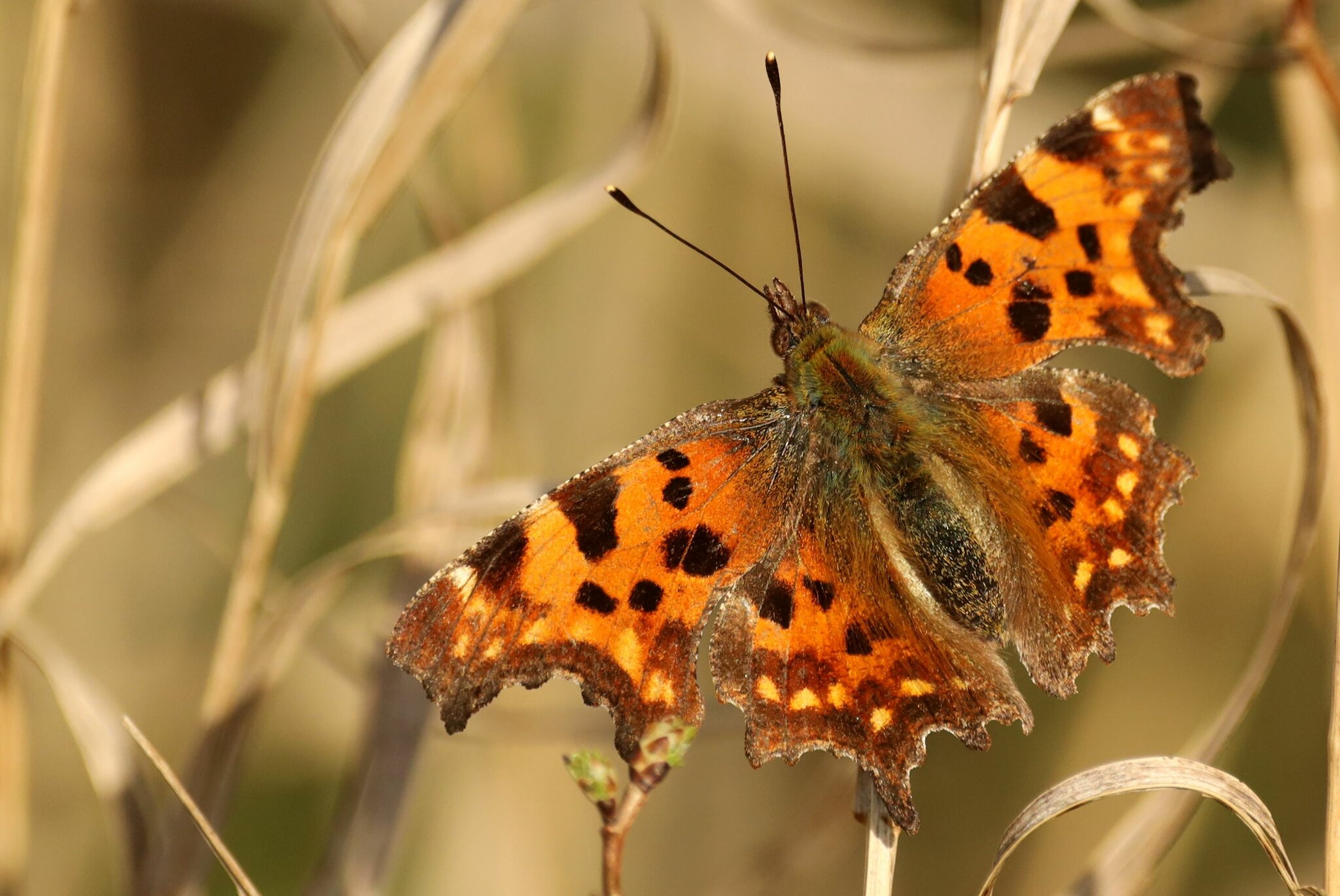 Auf schwankenden Halmen
